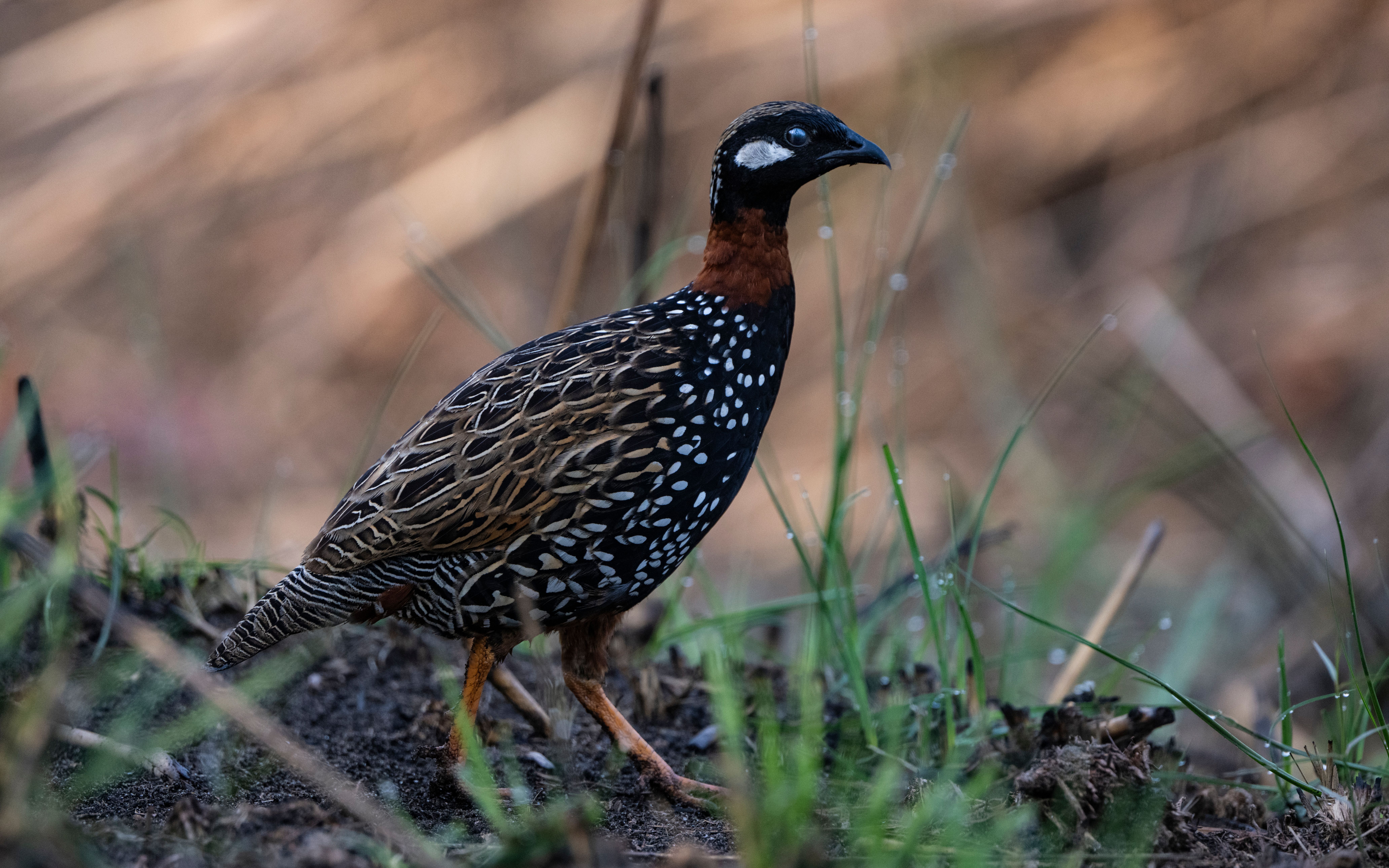 Beautiful Quail in Natural Habitat · Free Stock Photo
