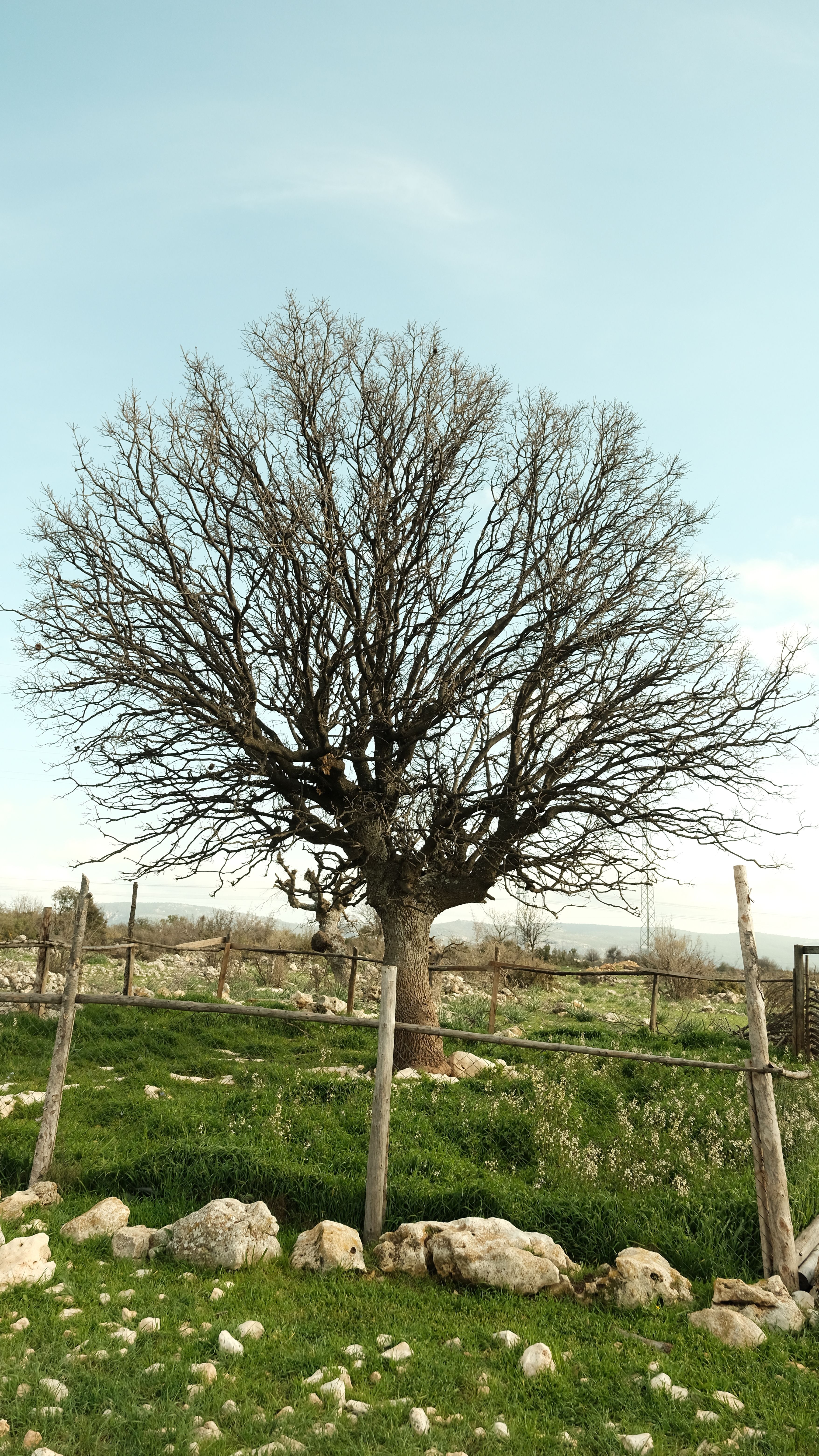 Bare Tree in Spring Countryside Landscape · Free Stock Photo