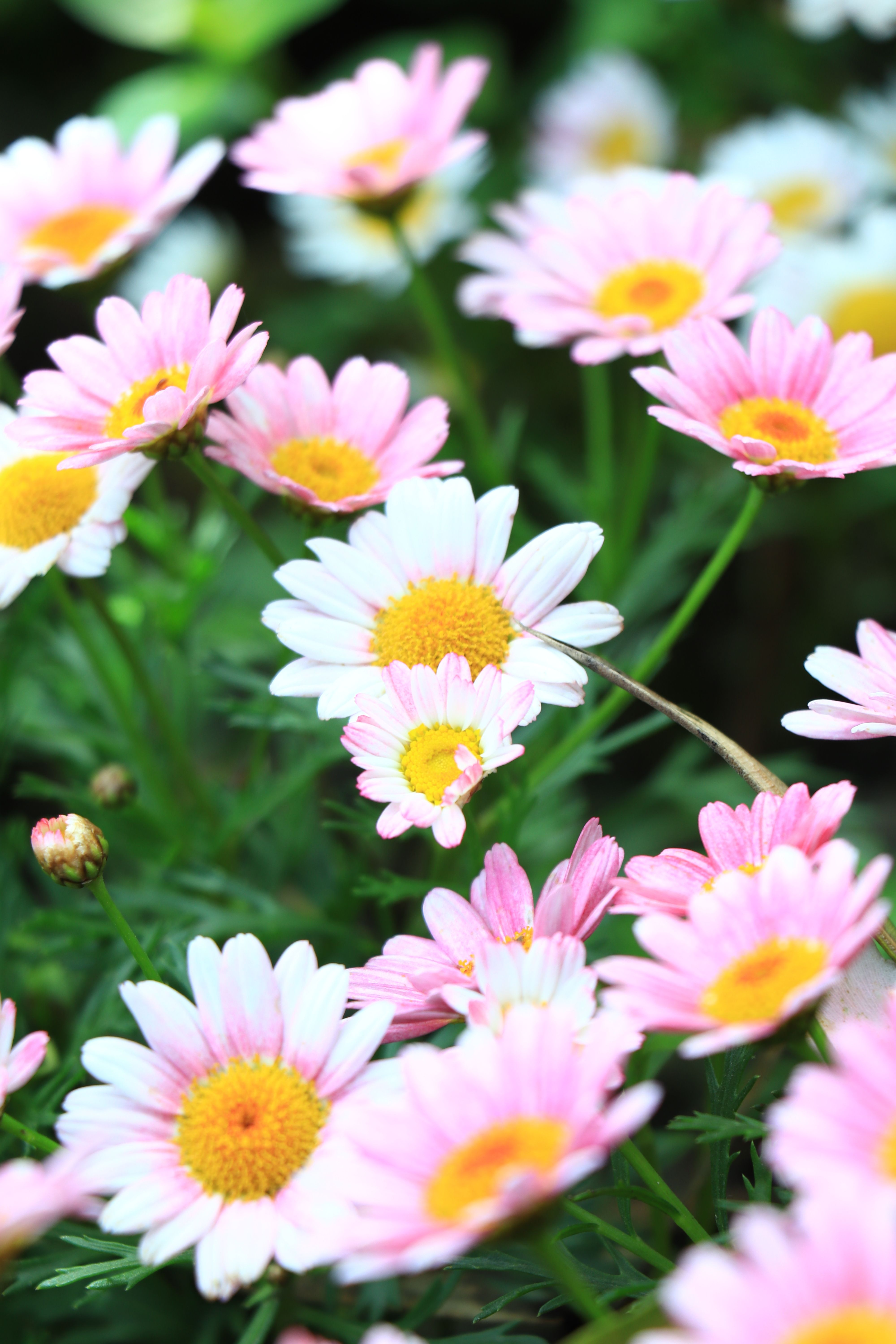 Beautiful Pink and White Chrysanthemums in Bloom · Free Stock Photo