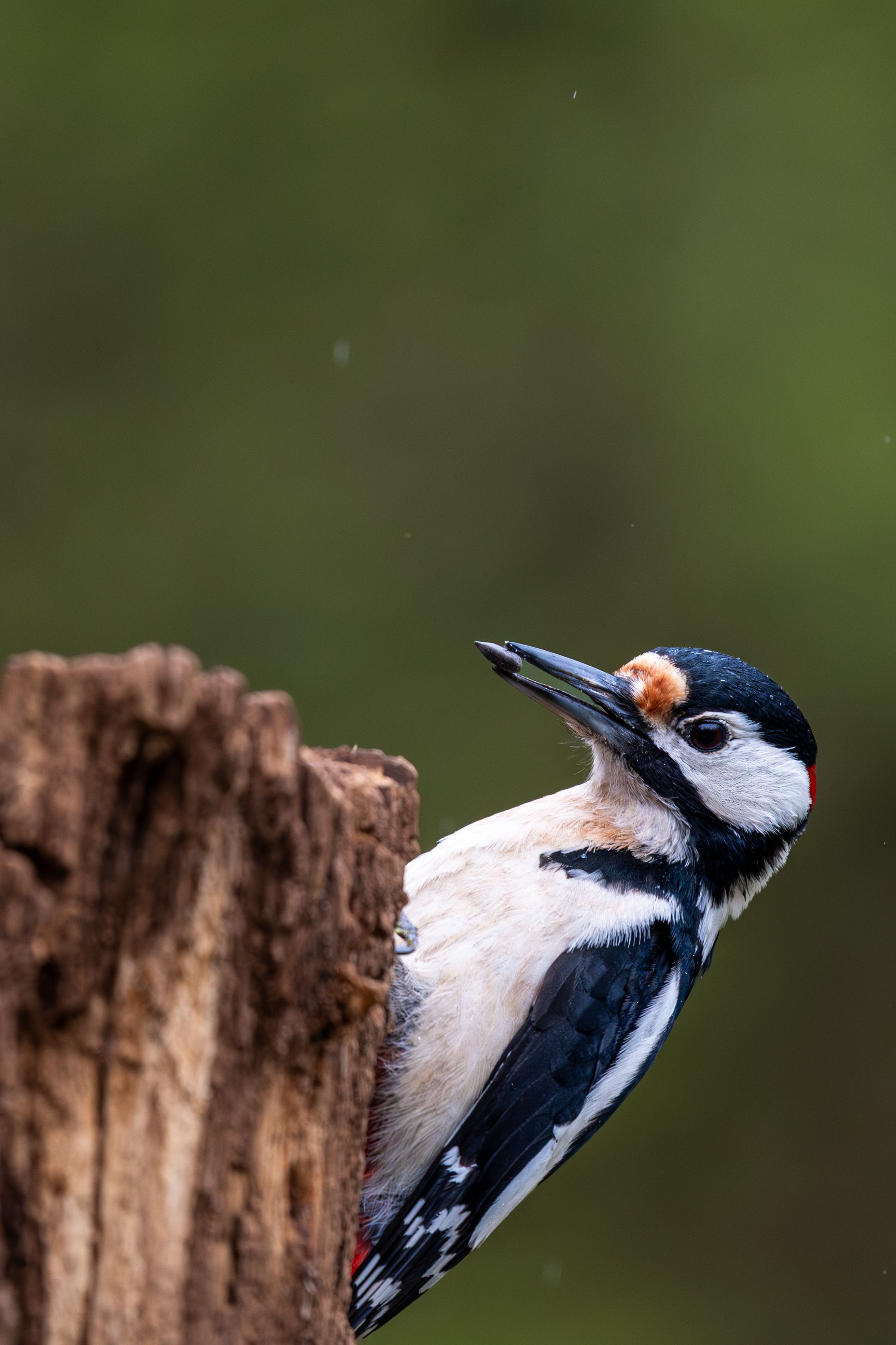 Close-up of Great Spotted Woodpecker on Tree · Free Stock Photo