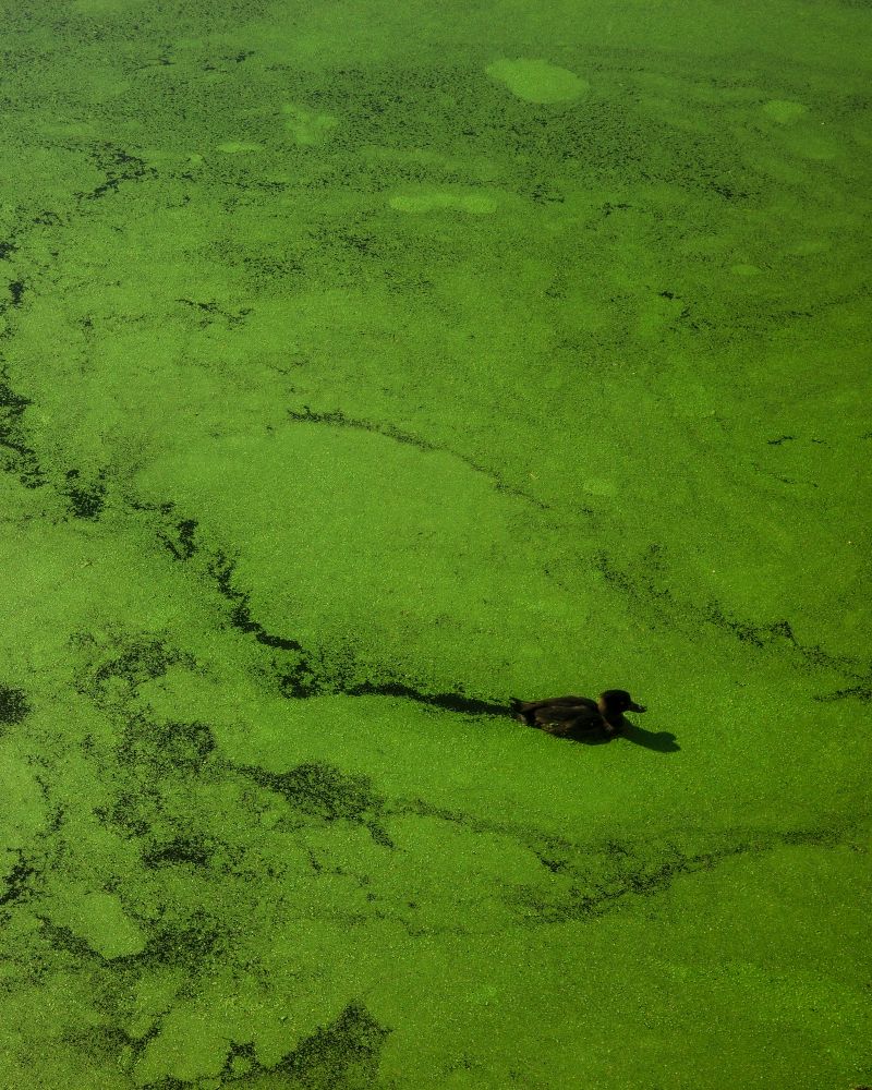 Algae Photos, Download The BEST Free Algae Stock Photos & HD Images