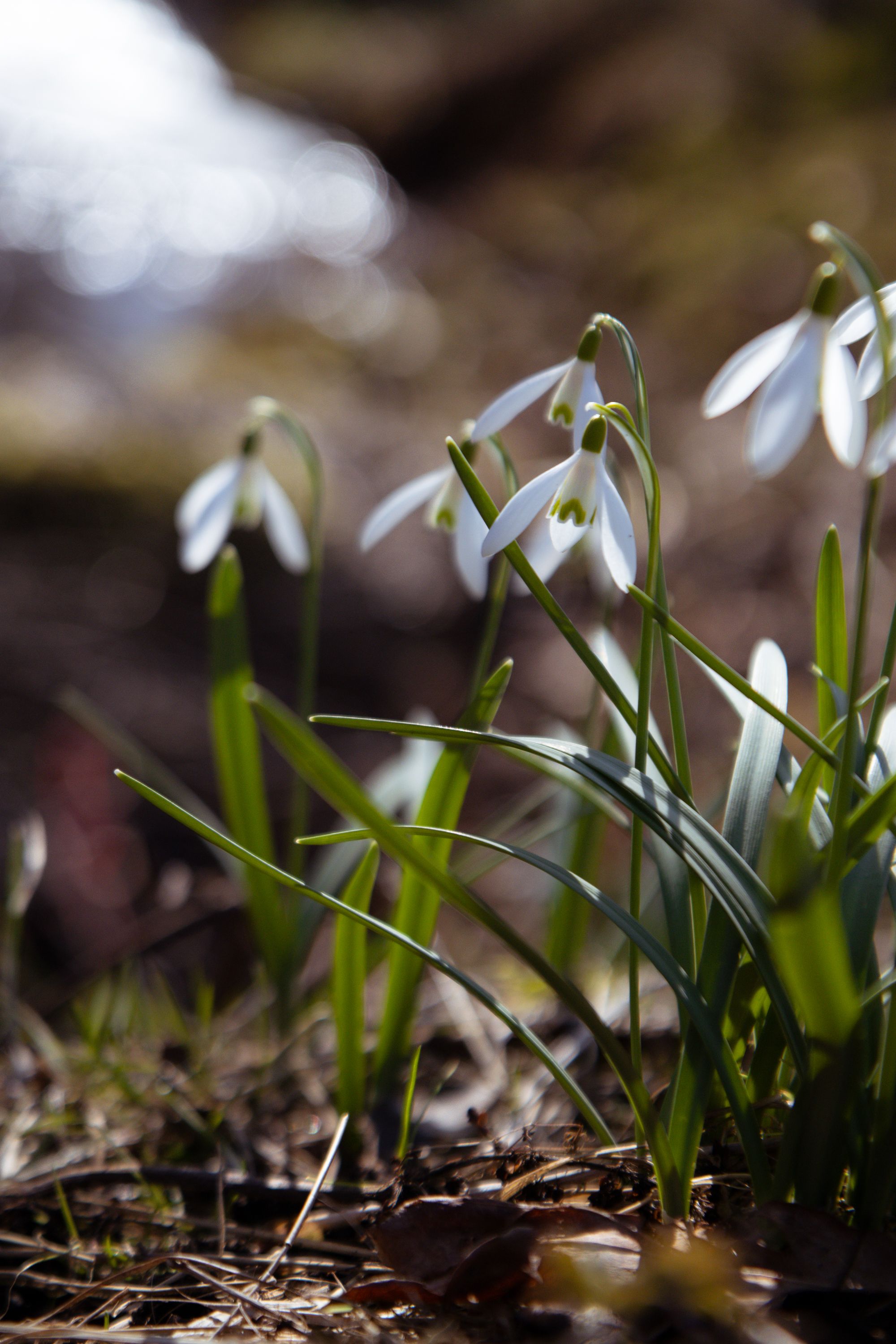 Snowdrops Blooming in Early Spring Sunlight · Free Stock Photo