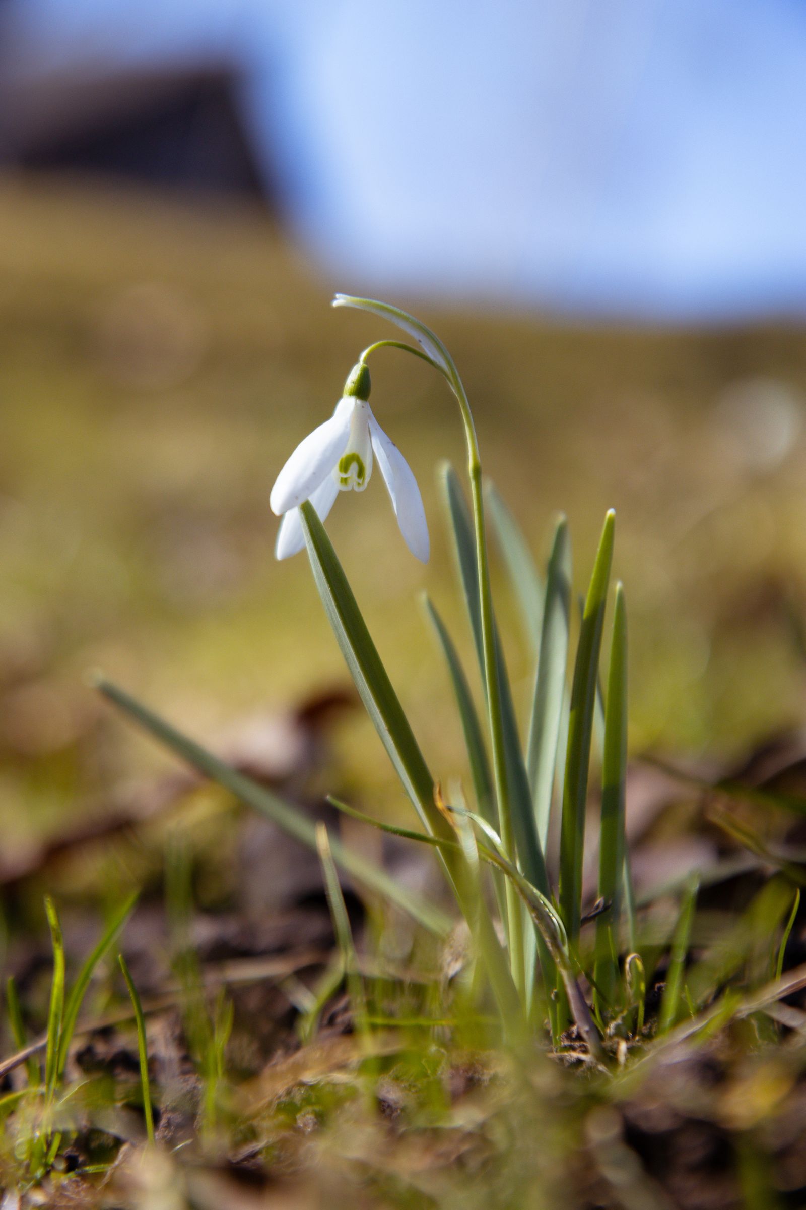 Spring Flower Photos, Download The BEST Free Spring Flower Stock Photos ...