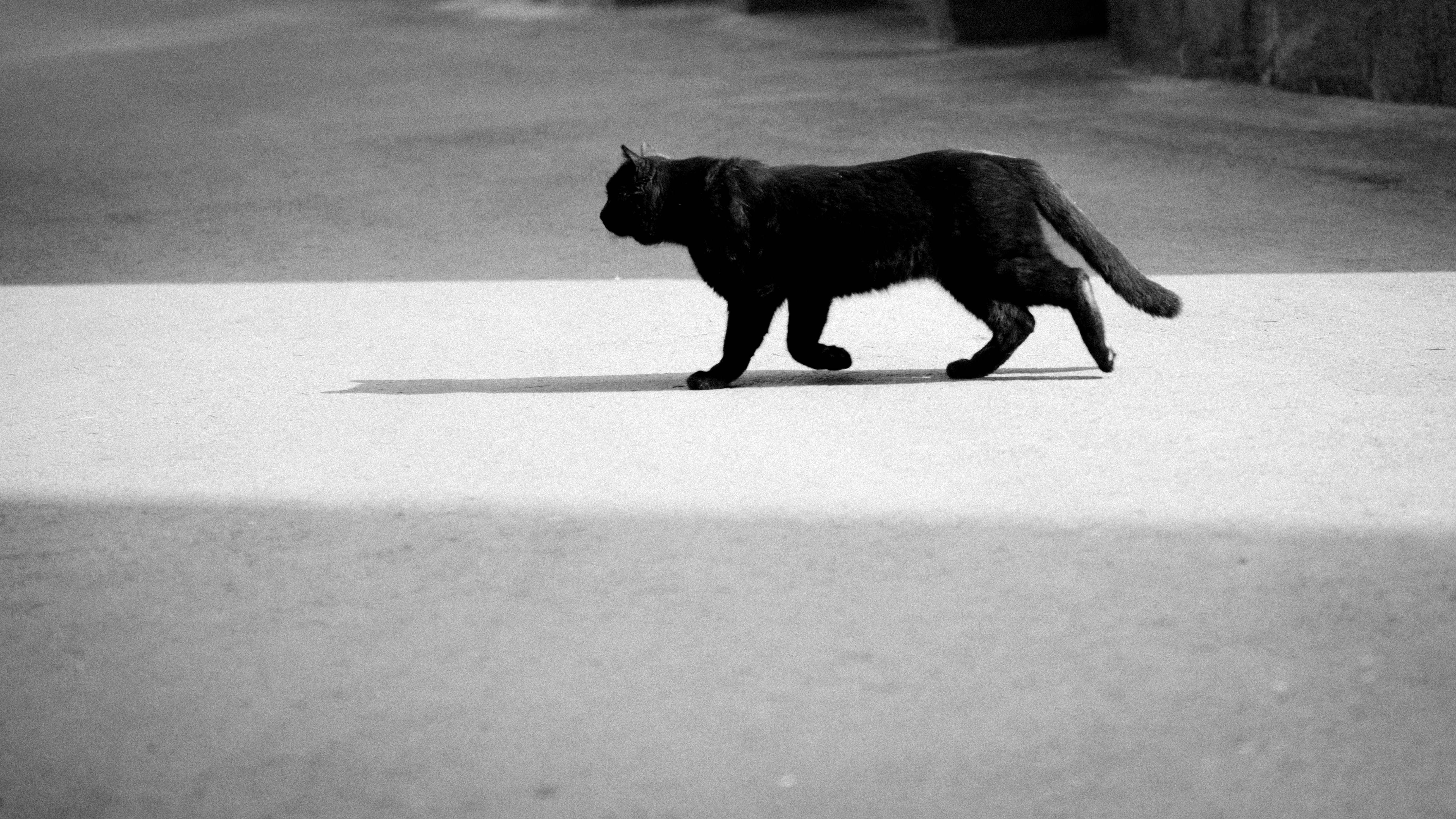 Black Cat Walking Away