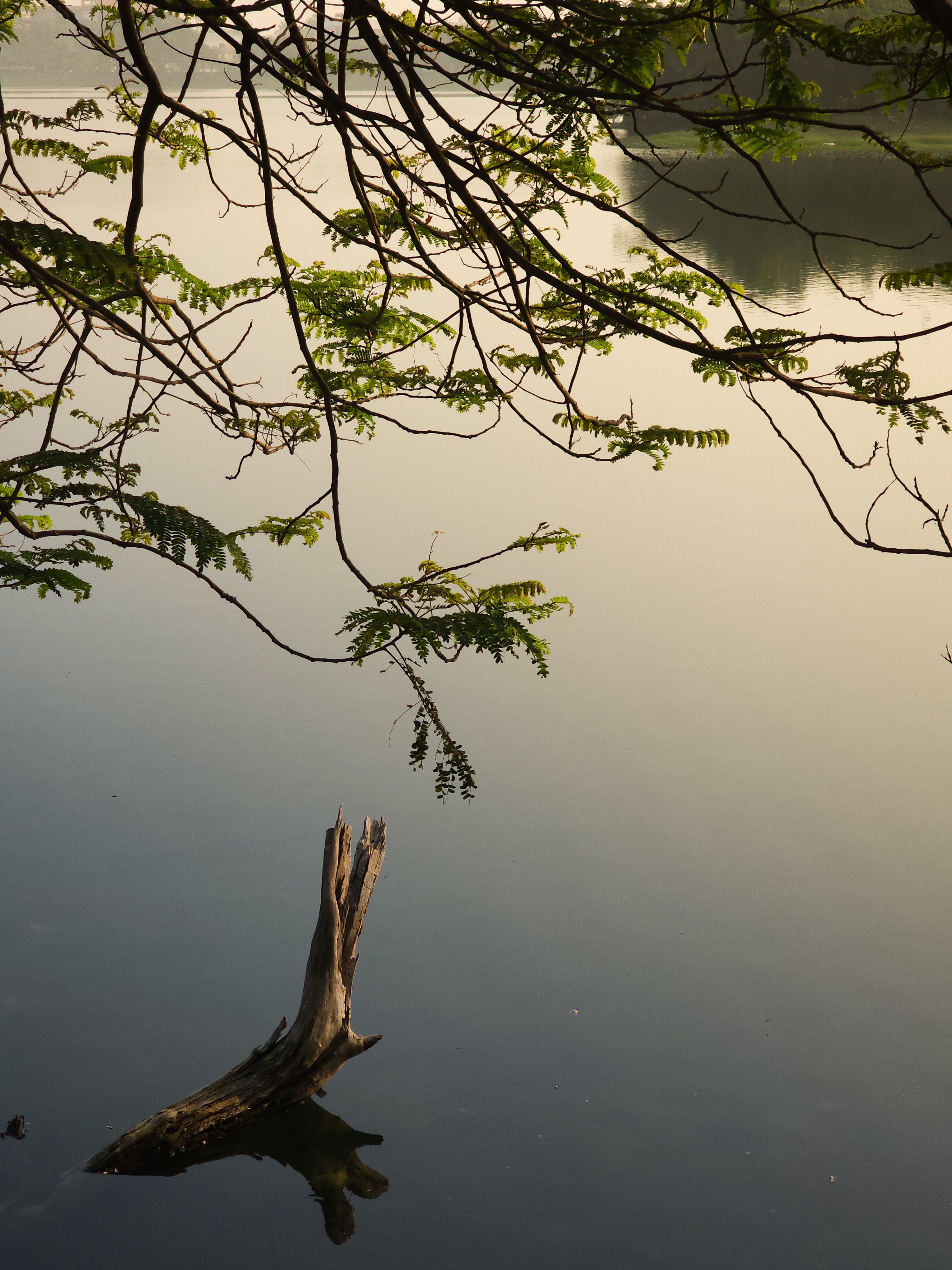 Serene Lake Reflection with Lone Trees · Free Stock Photo