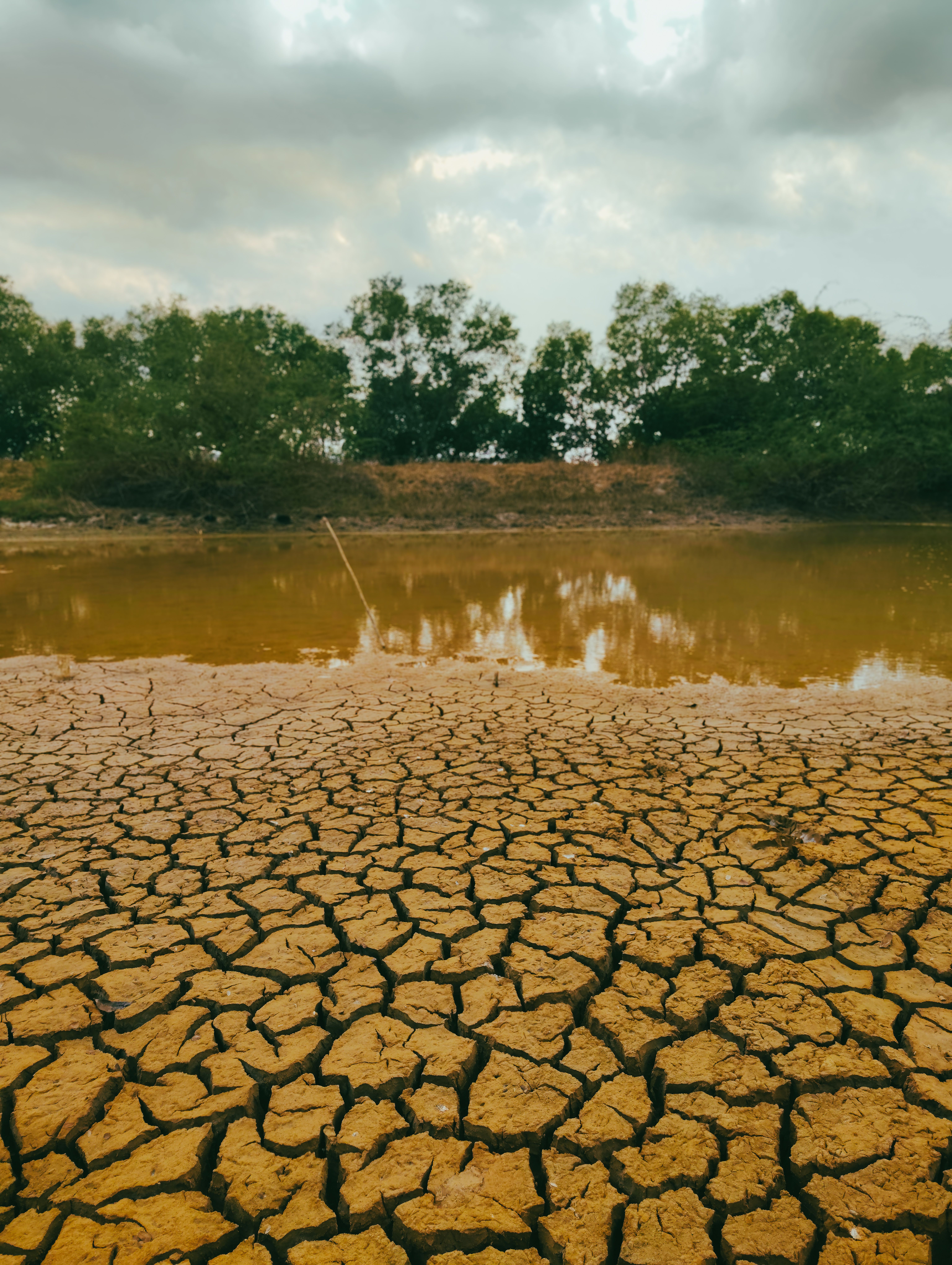 Drought Landscape with Cracked Earth and Trees · Free Stock Photo