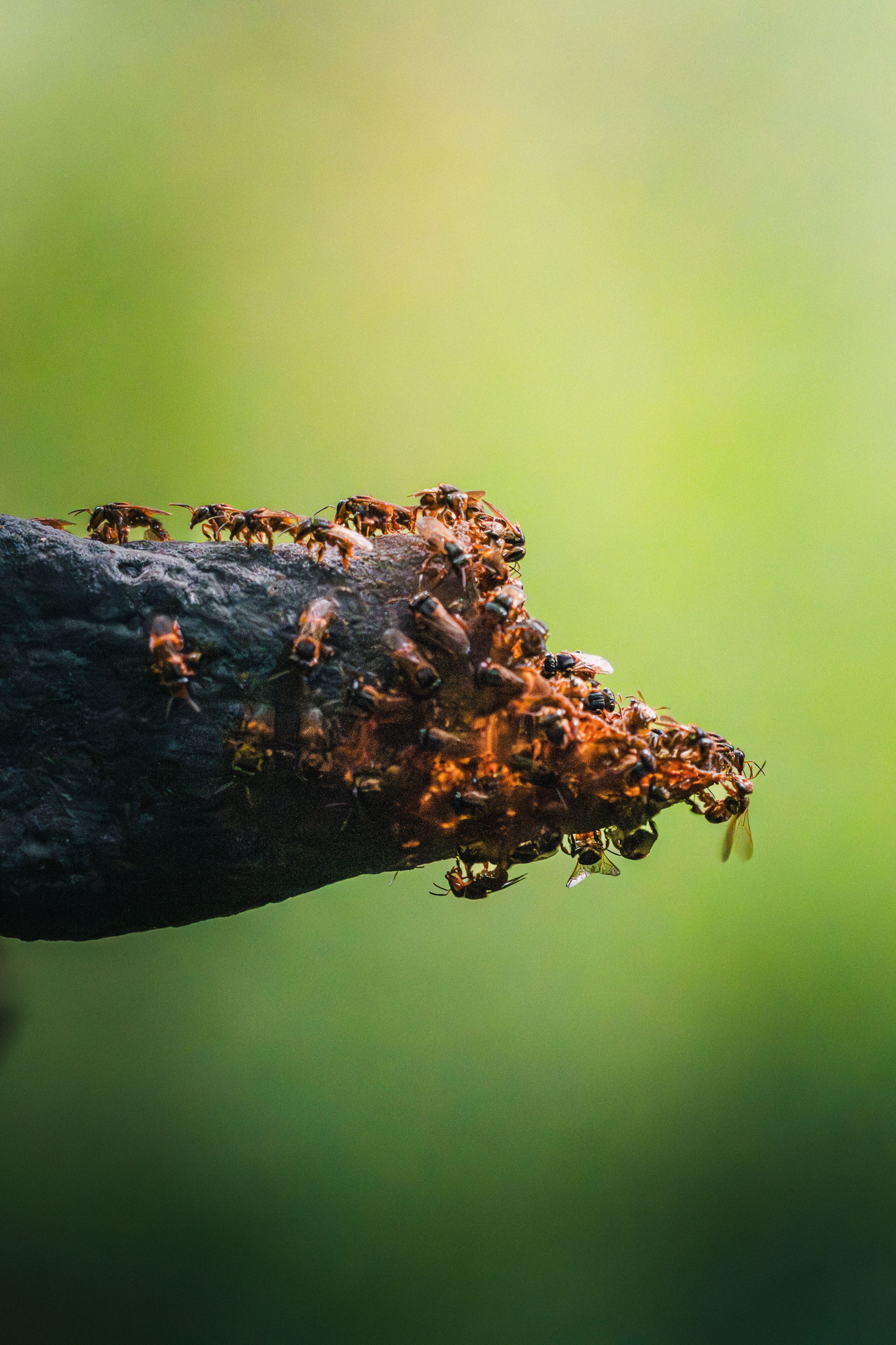 Close-up of Bees on Honeycomb in Costa Rica · Free Stock Photo