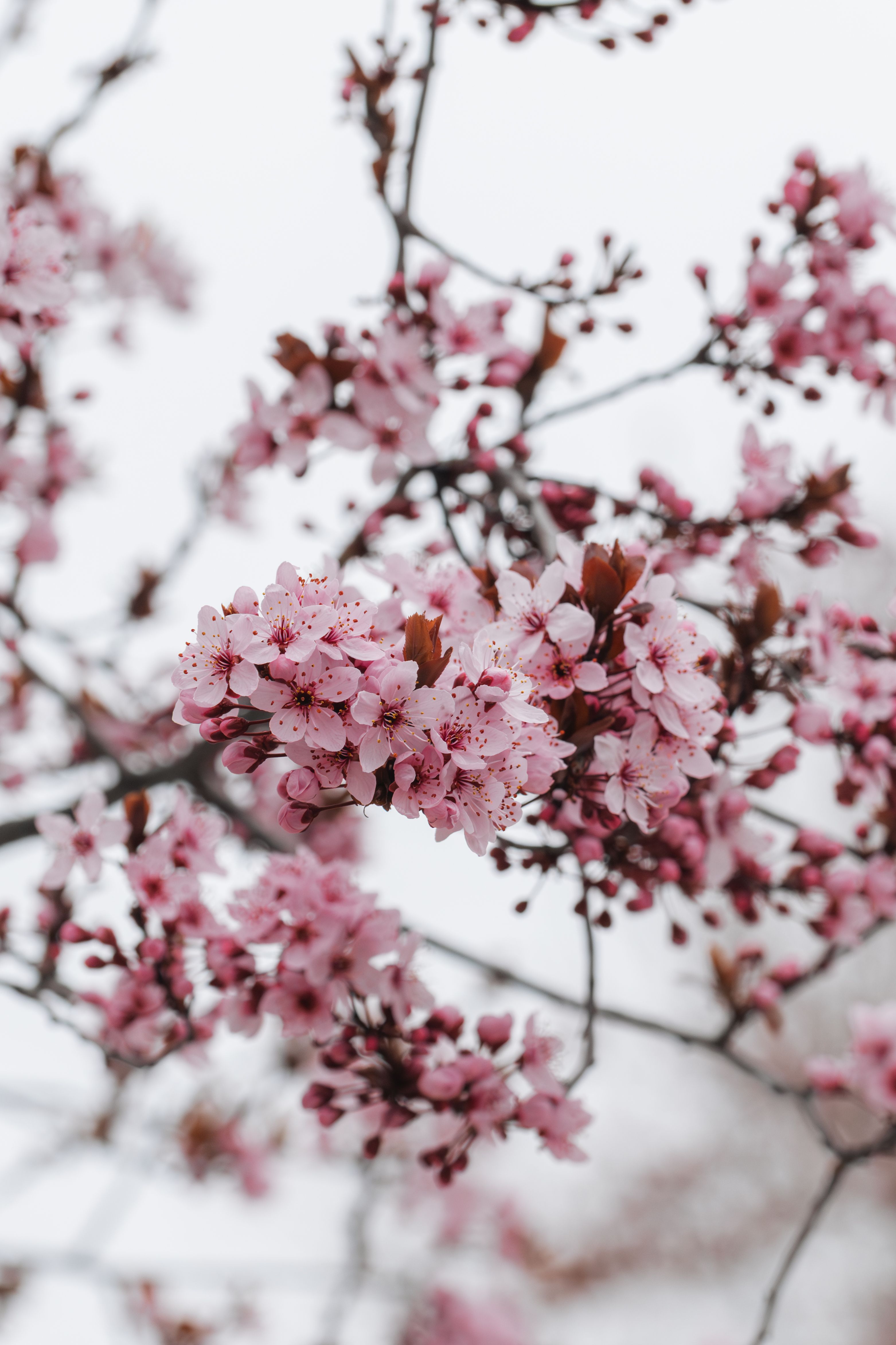 Close-up of a Cherry Tree in Spring · Free Stock Photo