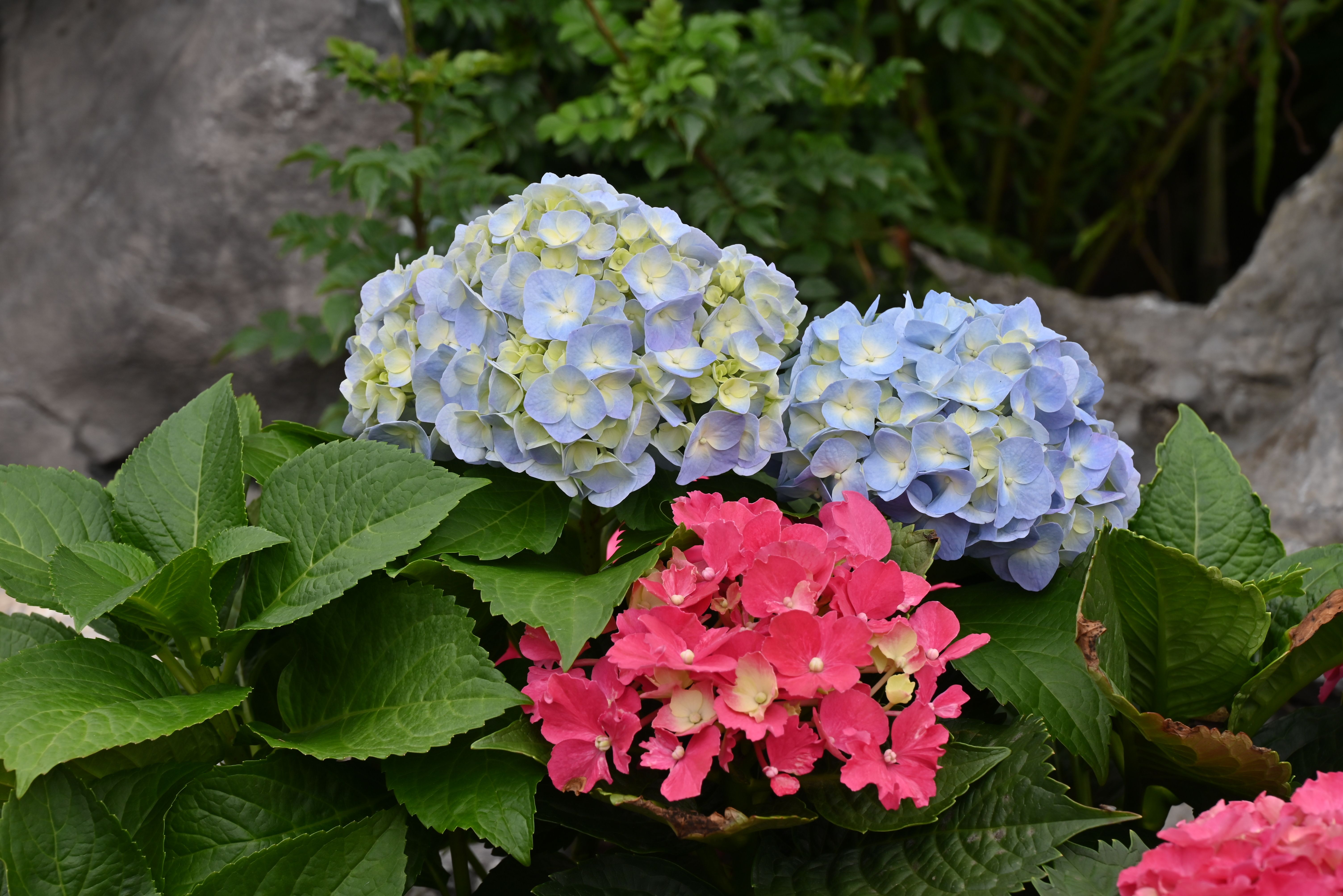 Hydrangea Photos, Download The BEST Free Hydrangea Stock Photos & HD Images