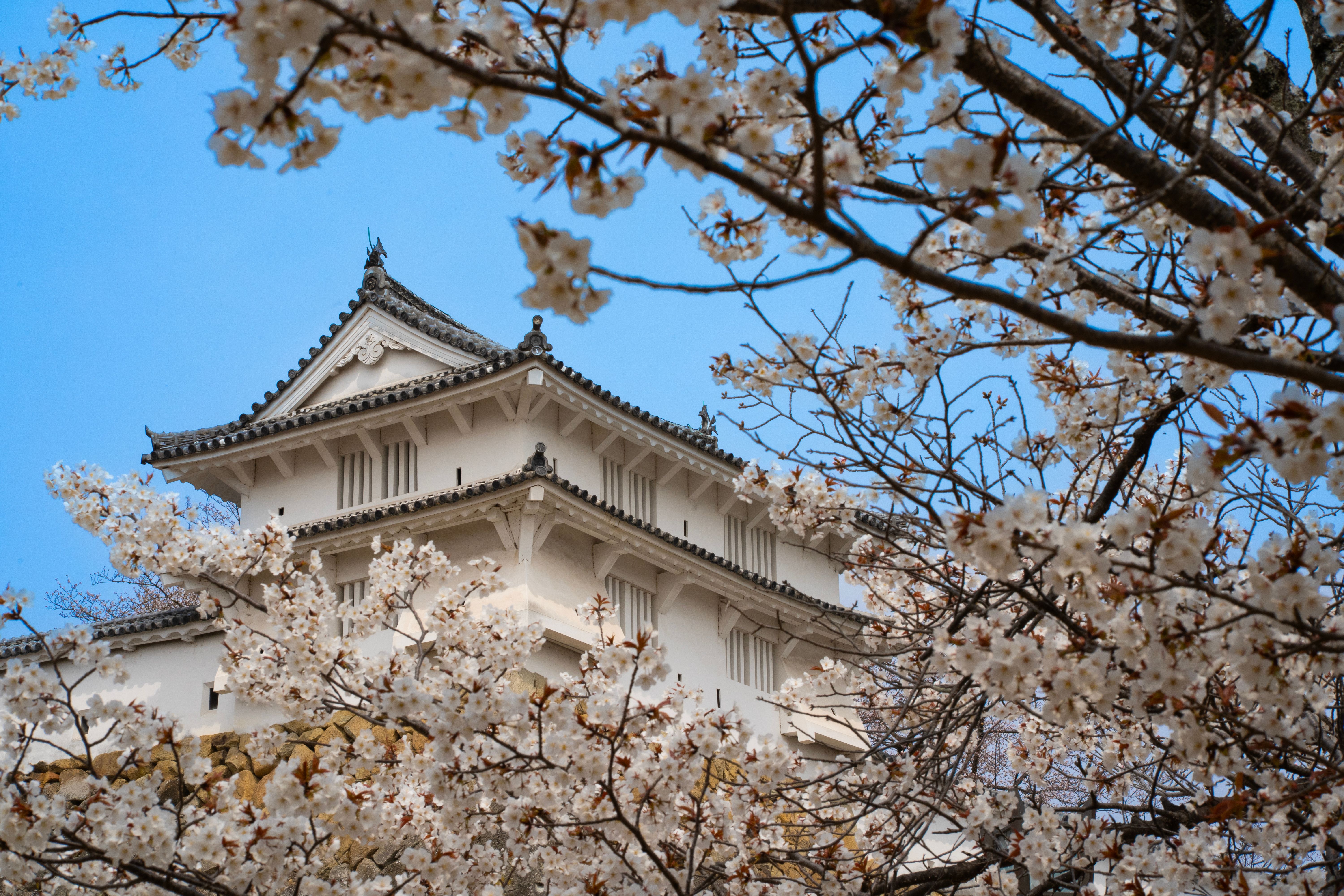 Japanese Castle Framed by Blooming Cherry Blossoms · Free Stock Photo