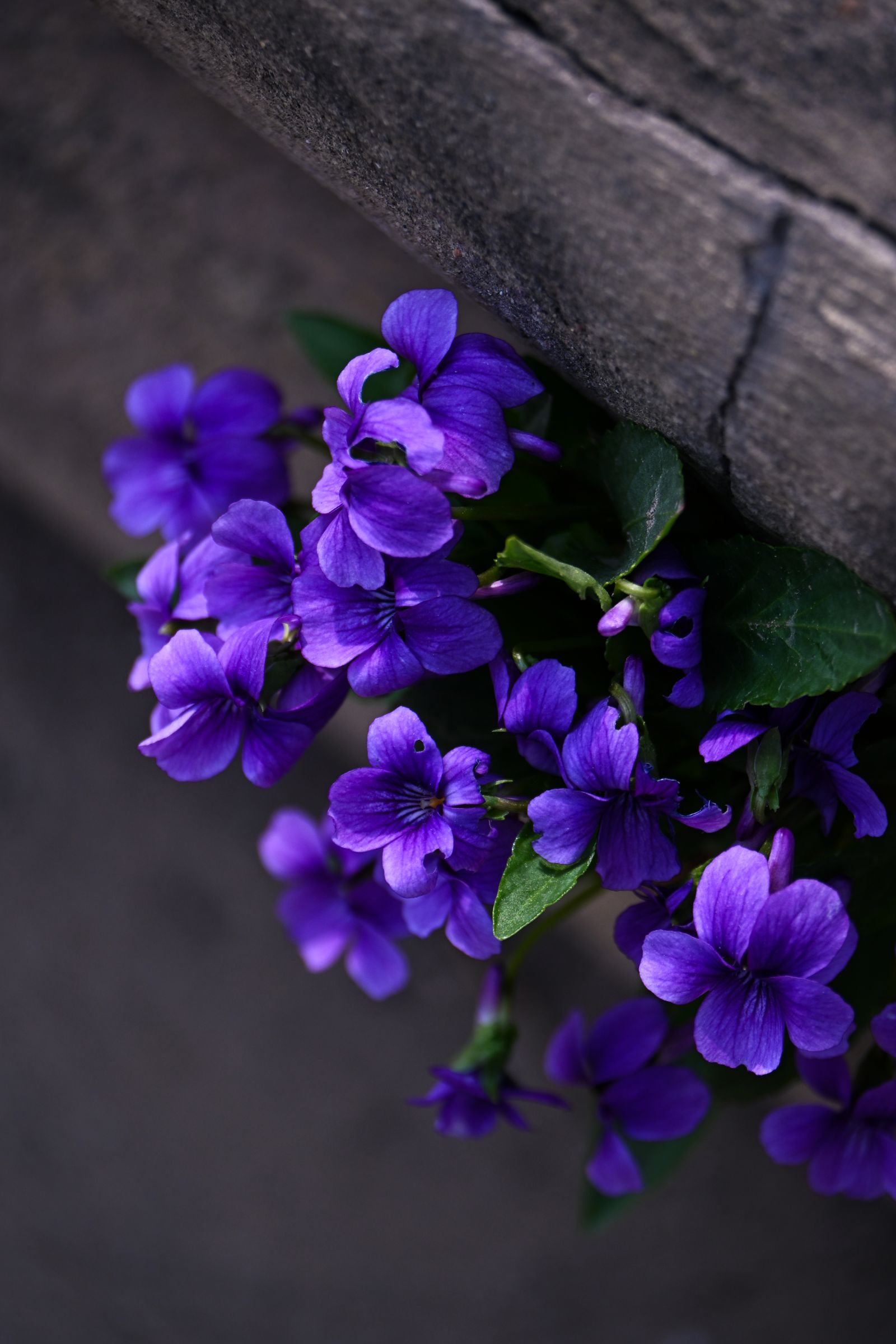 Color: Violet Photos, Download The BEST Free Color: Violet Stock Photos ...