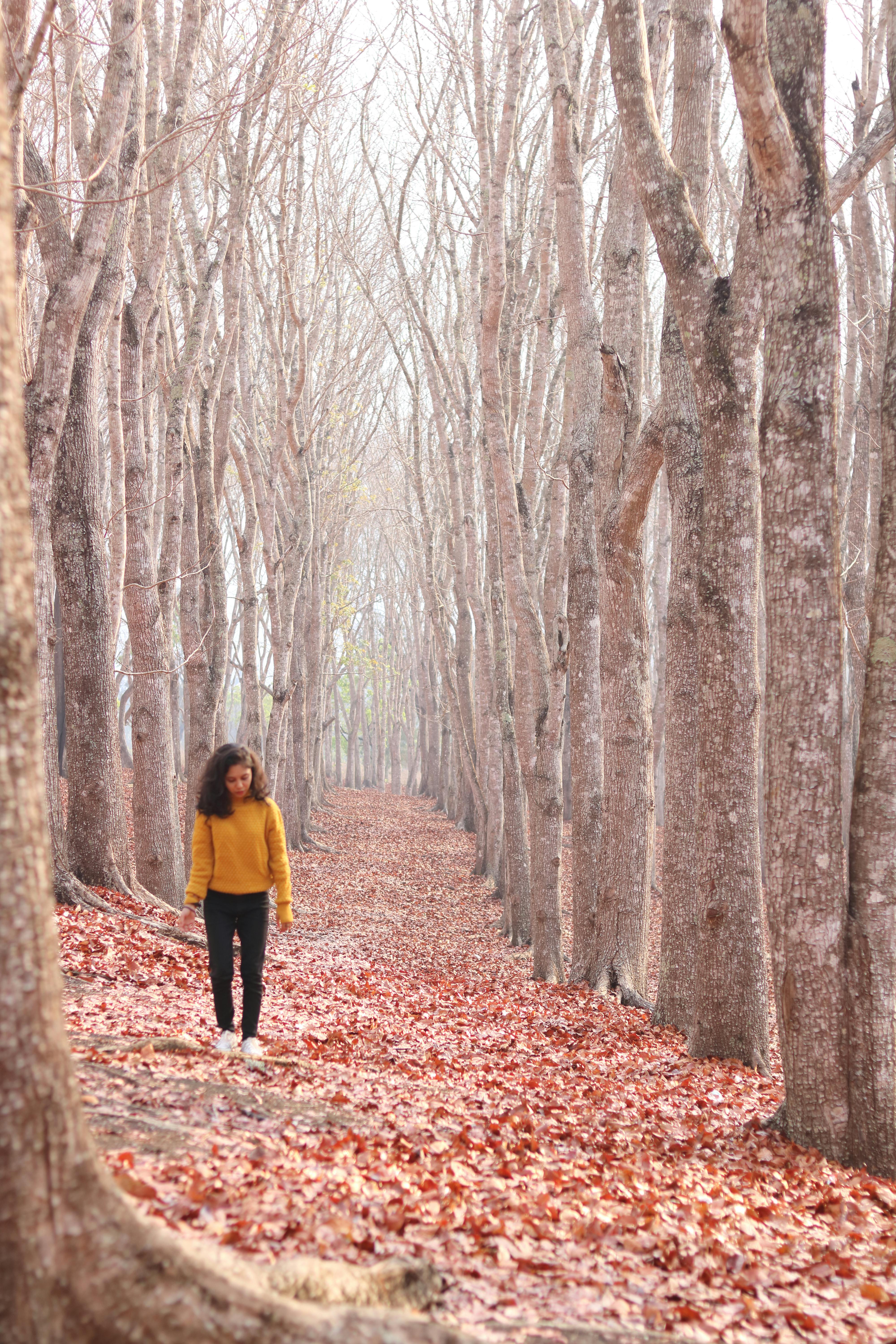 30+ melhores imagens de Timor–alor–pantar_languages · Download 100% ...