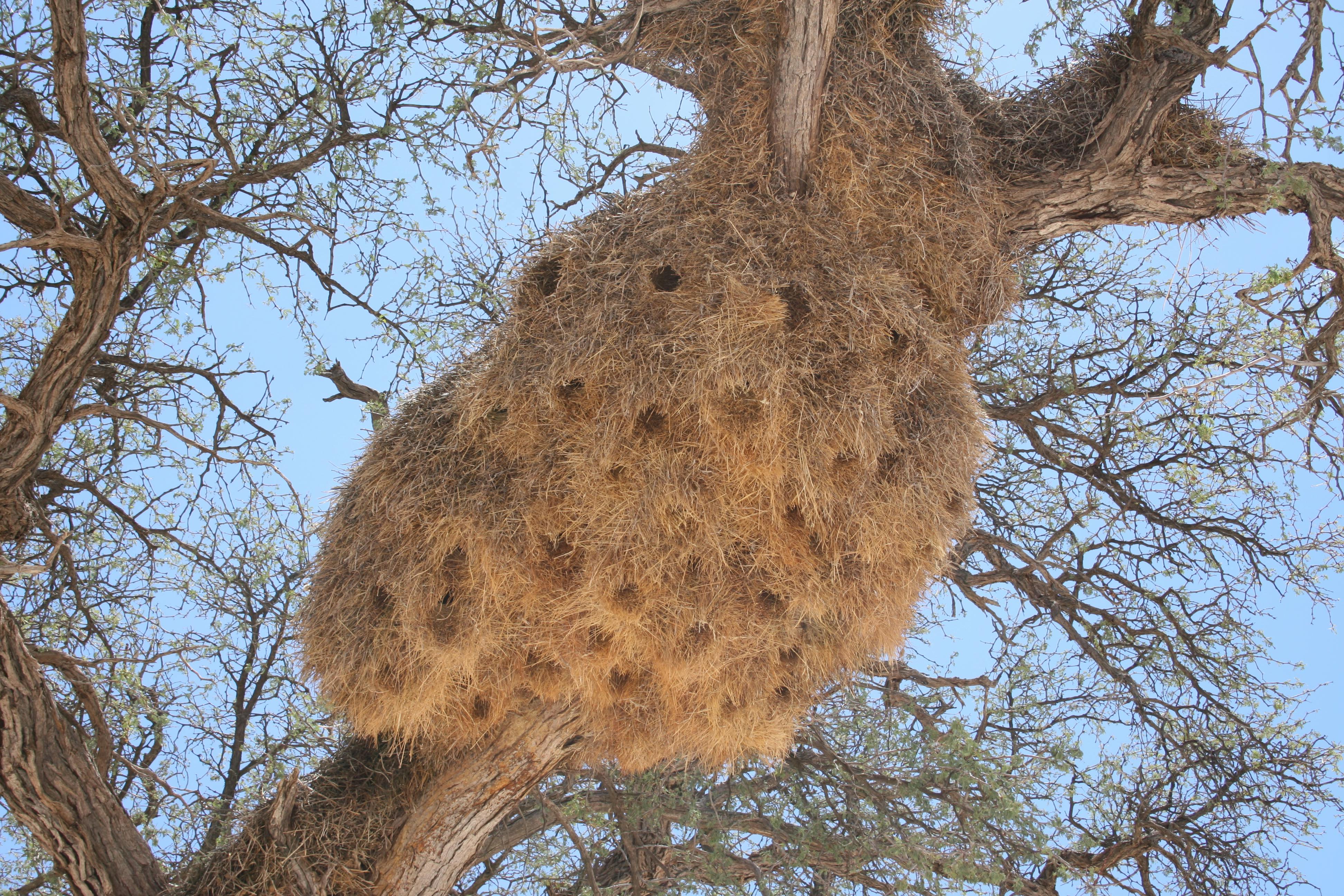 Free stock photo of braai, bushveld, campfire