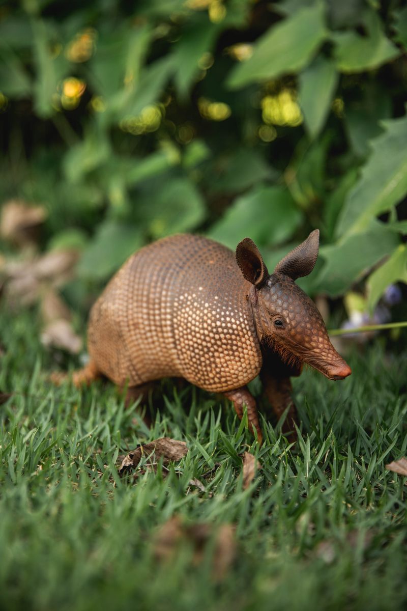 Armadillo Photos, Download The BEST Free Armadillo Stock Photos & HD Images