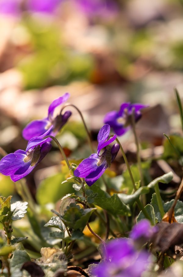 The Violet King Photos, Download The BEST Free The Violet King Stock ...