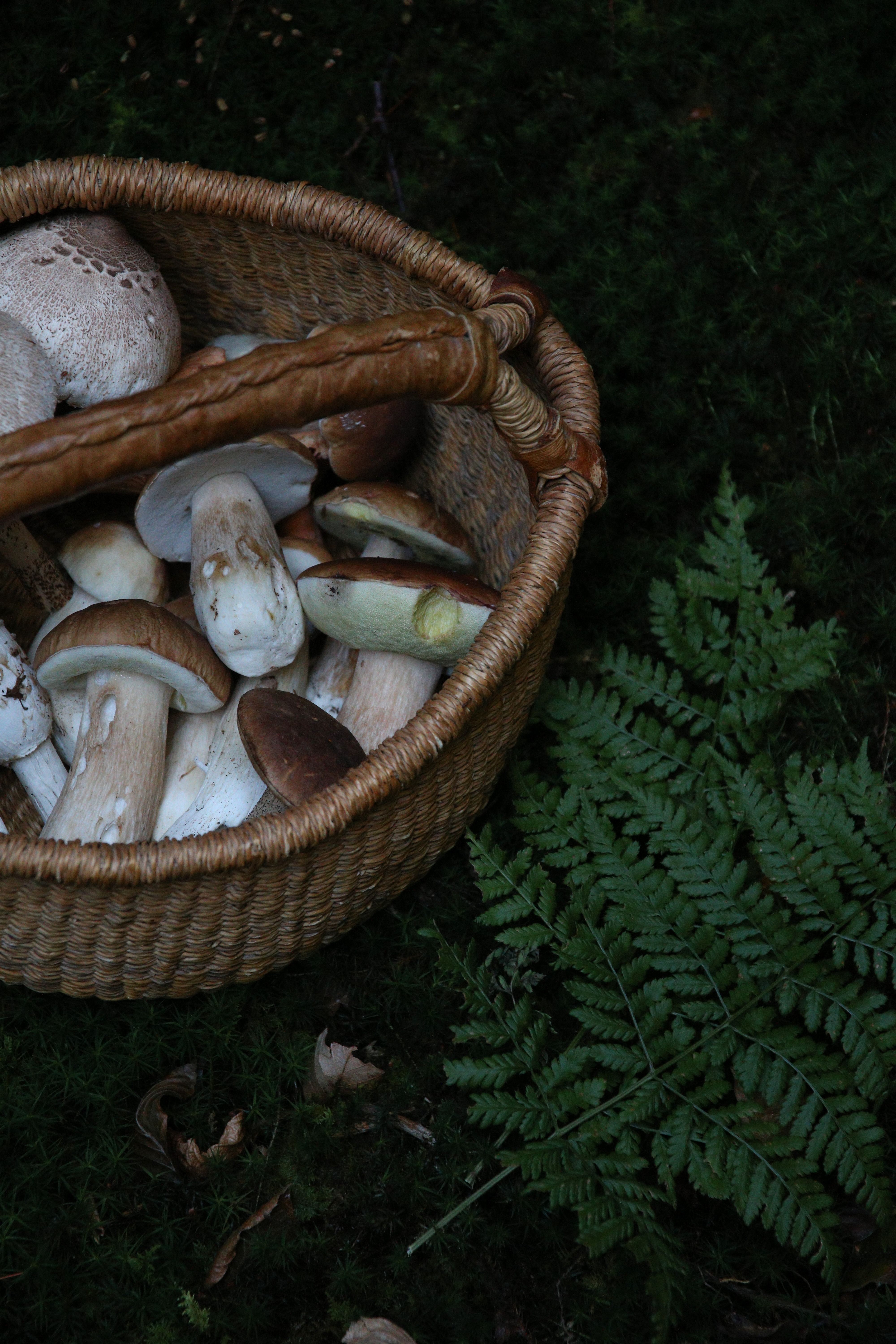 Basket of Fresh Foraged Mushrooms in Forest · Free Stock Photo