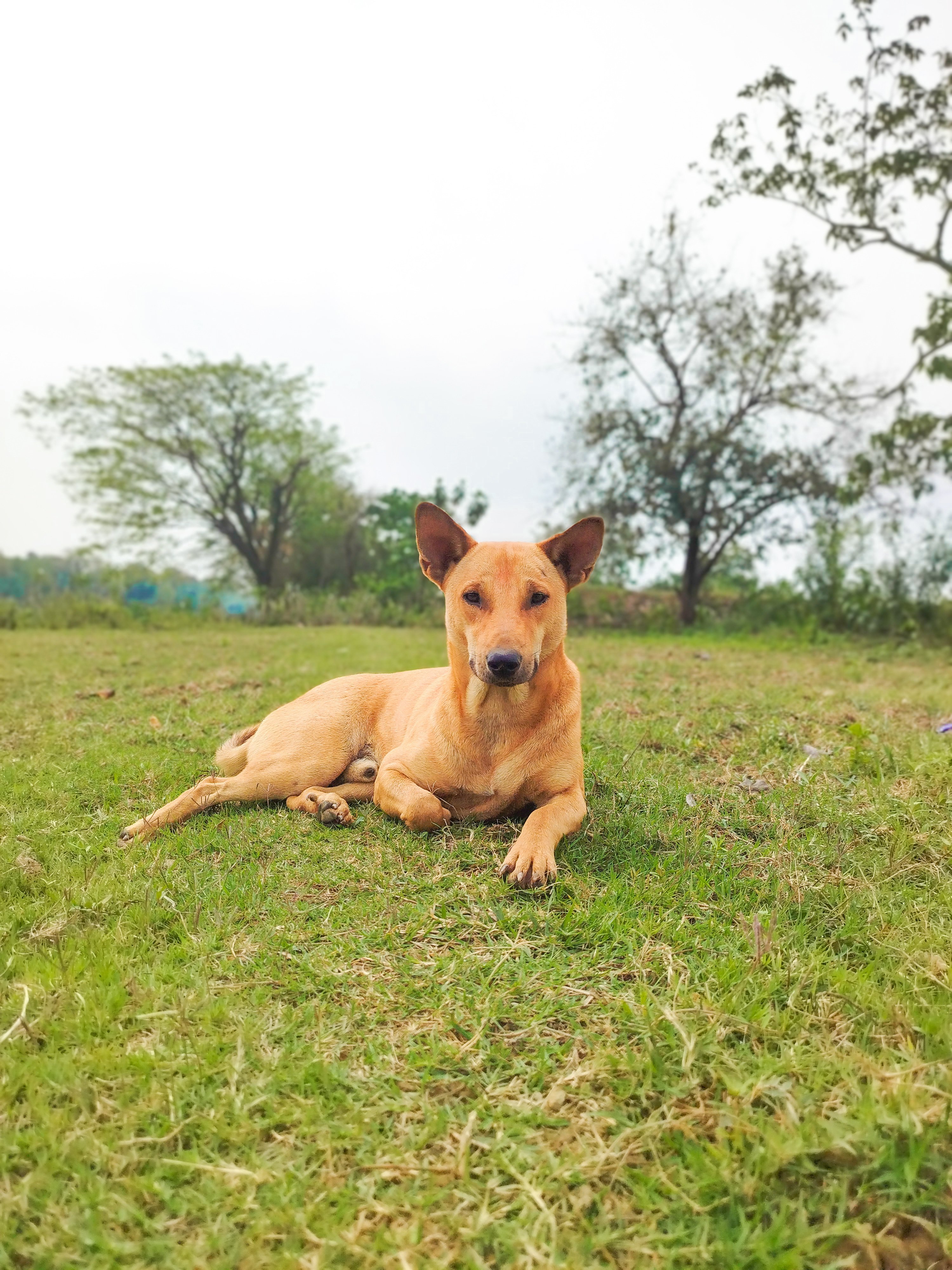 Charming Brown Dog Lying on Lush Green Field · Free Stock Photo