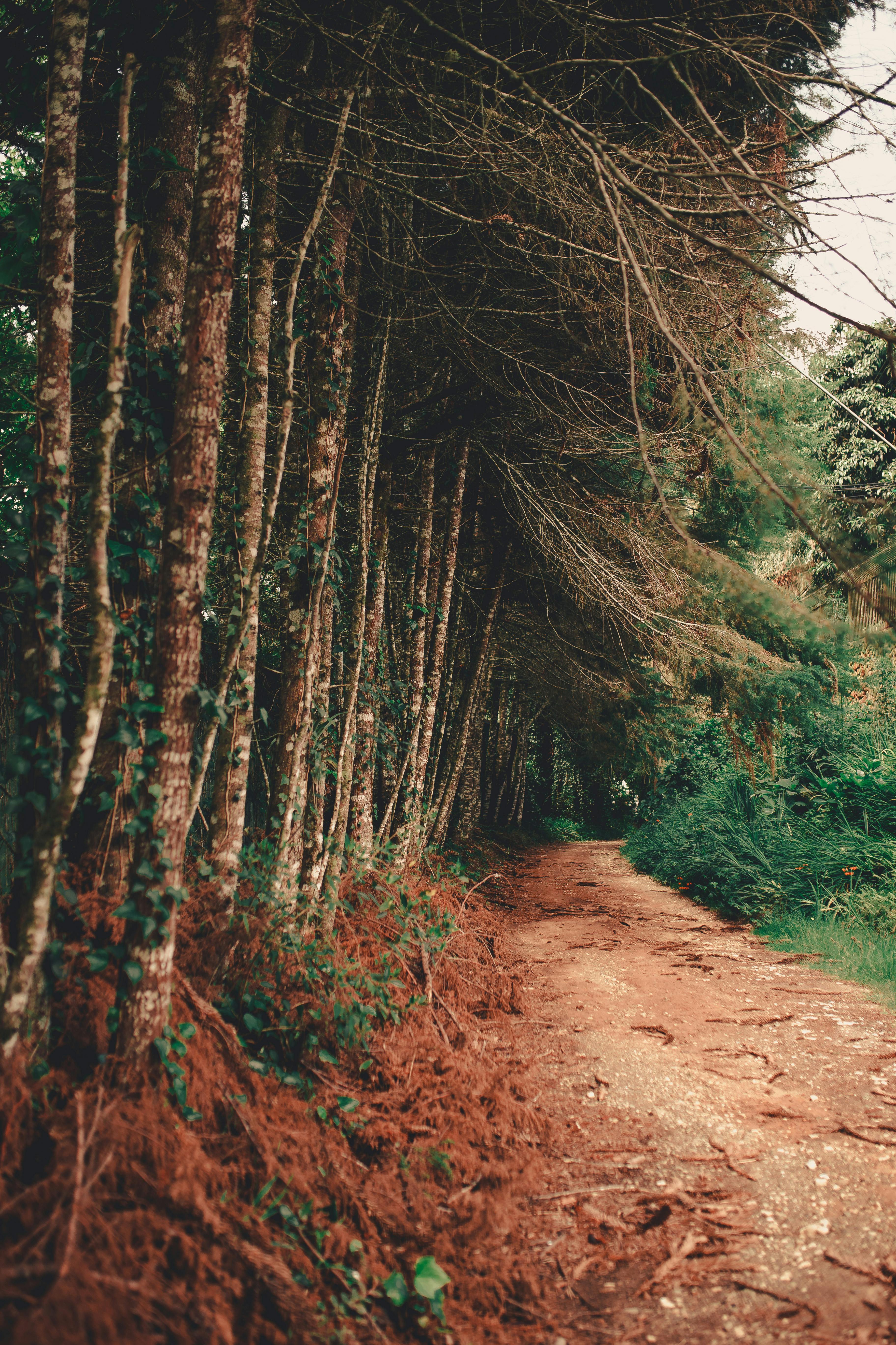 10,000+ Best Thin Path Photos · 100% Free Download · Pexels Stock Photos