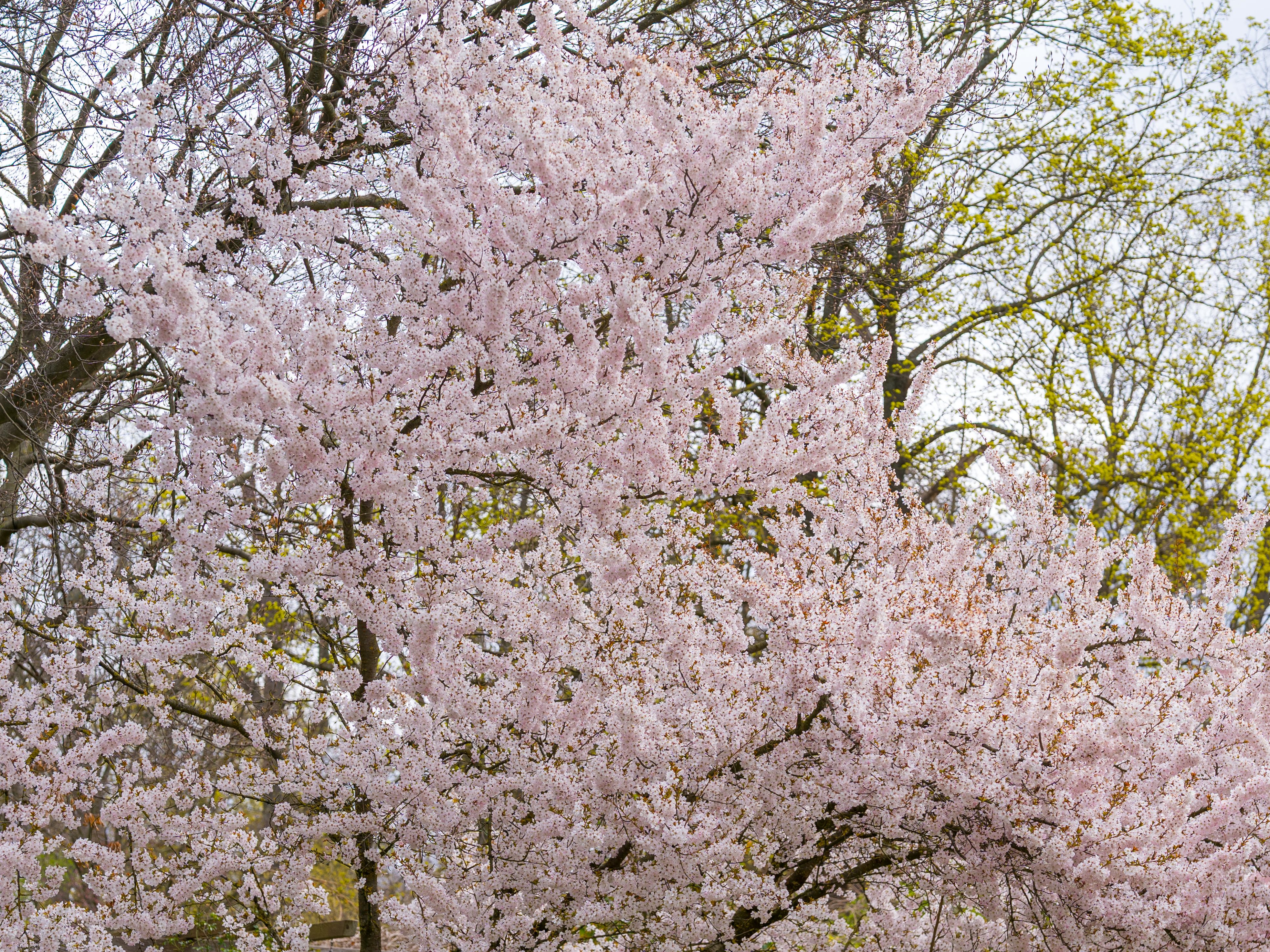 Cherry Blossoms in Full Spring Bloom Outdoors · Free Stock Photo