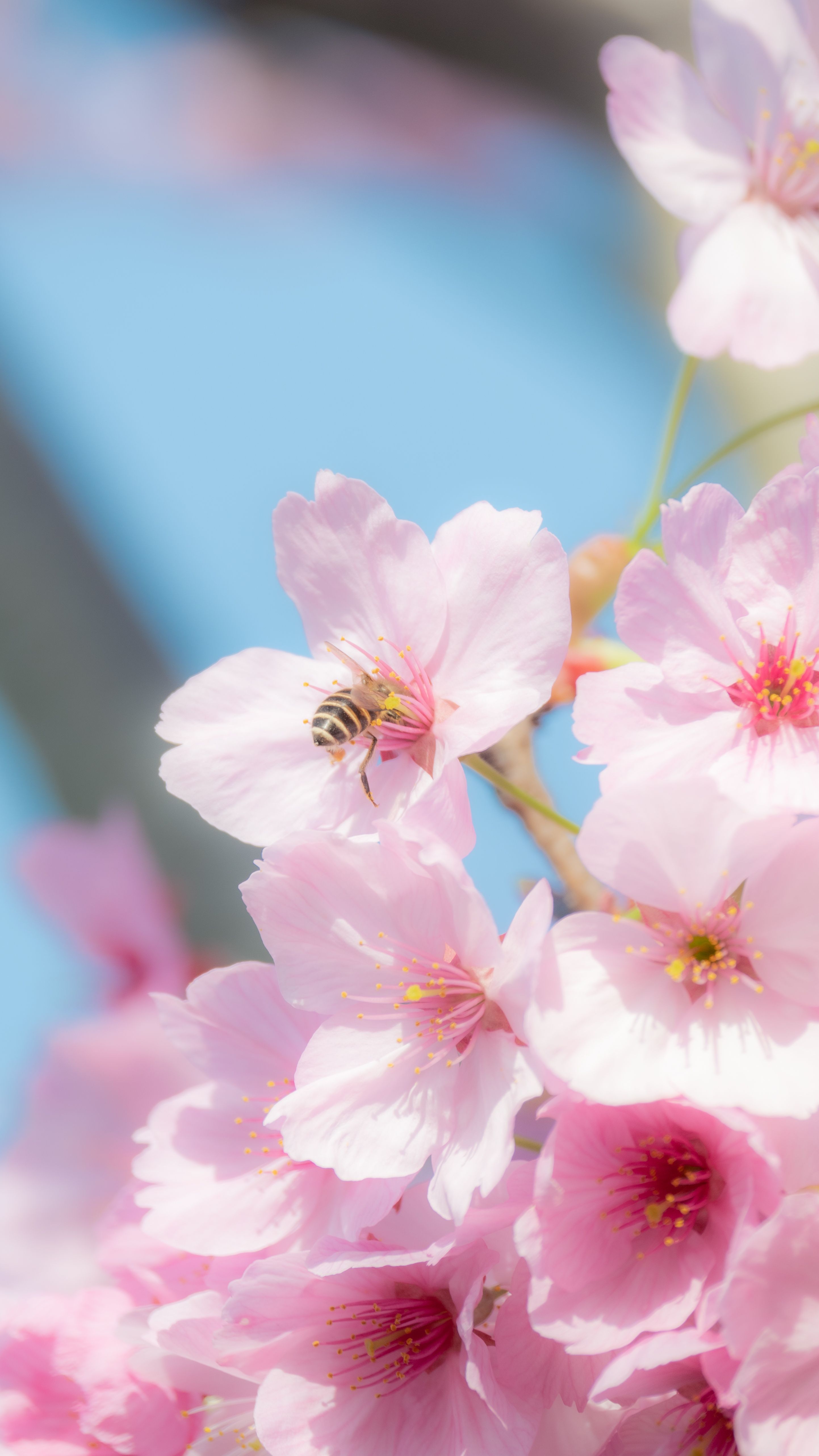 蜜画像 Photos, Download The BEST Free 蜜画像 Stock Photos & HD Images
