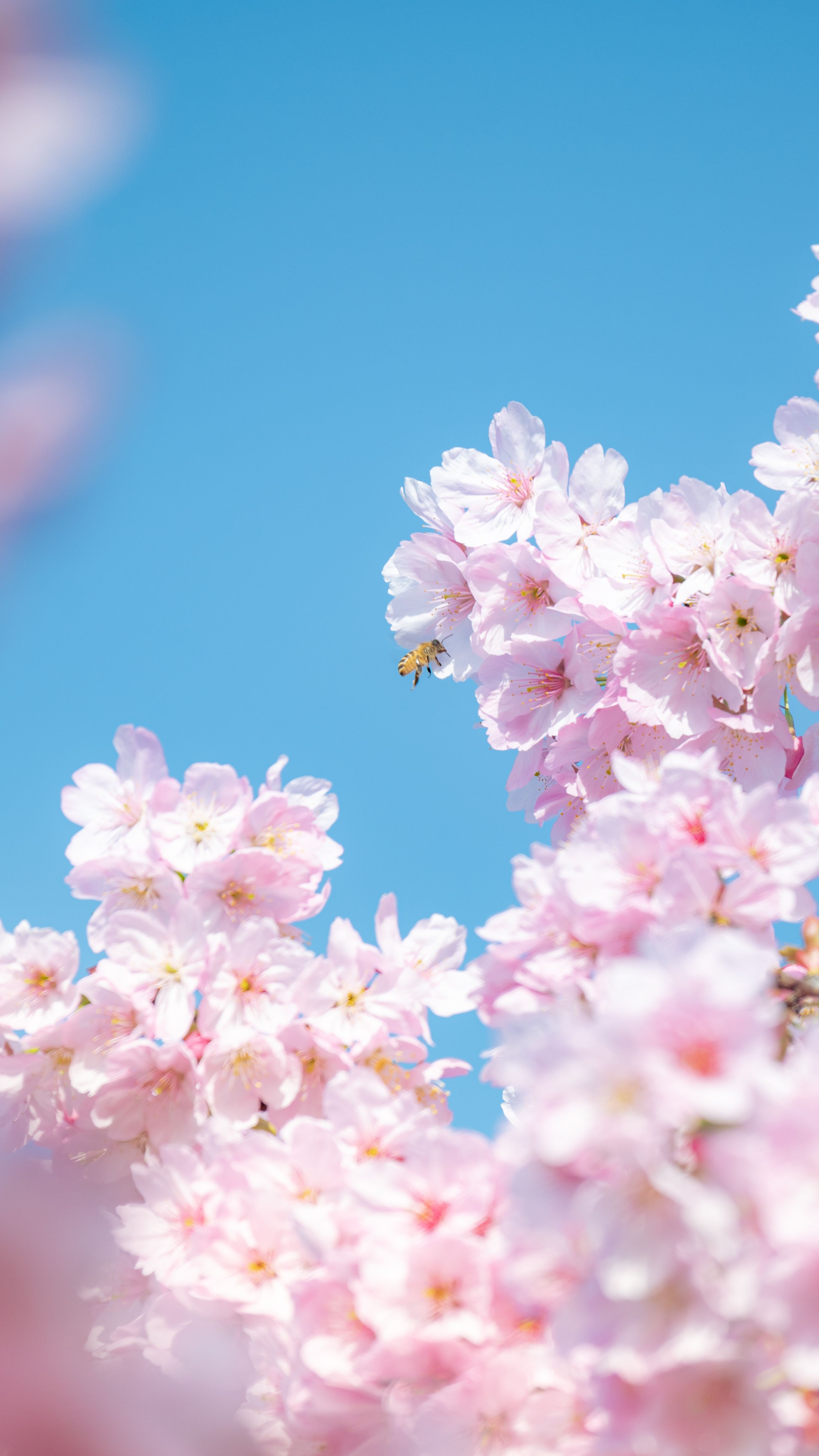 Spring Lock Screen Wallpaper Photos, Download The BEST Free Spring Lock ...
