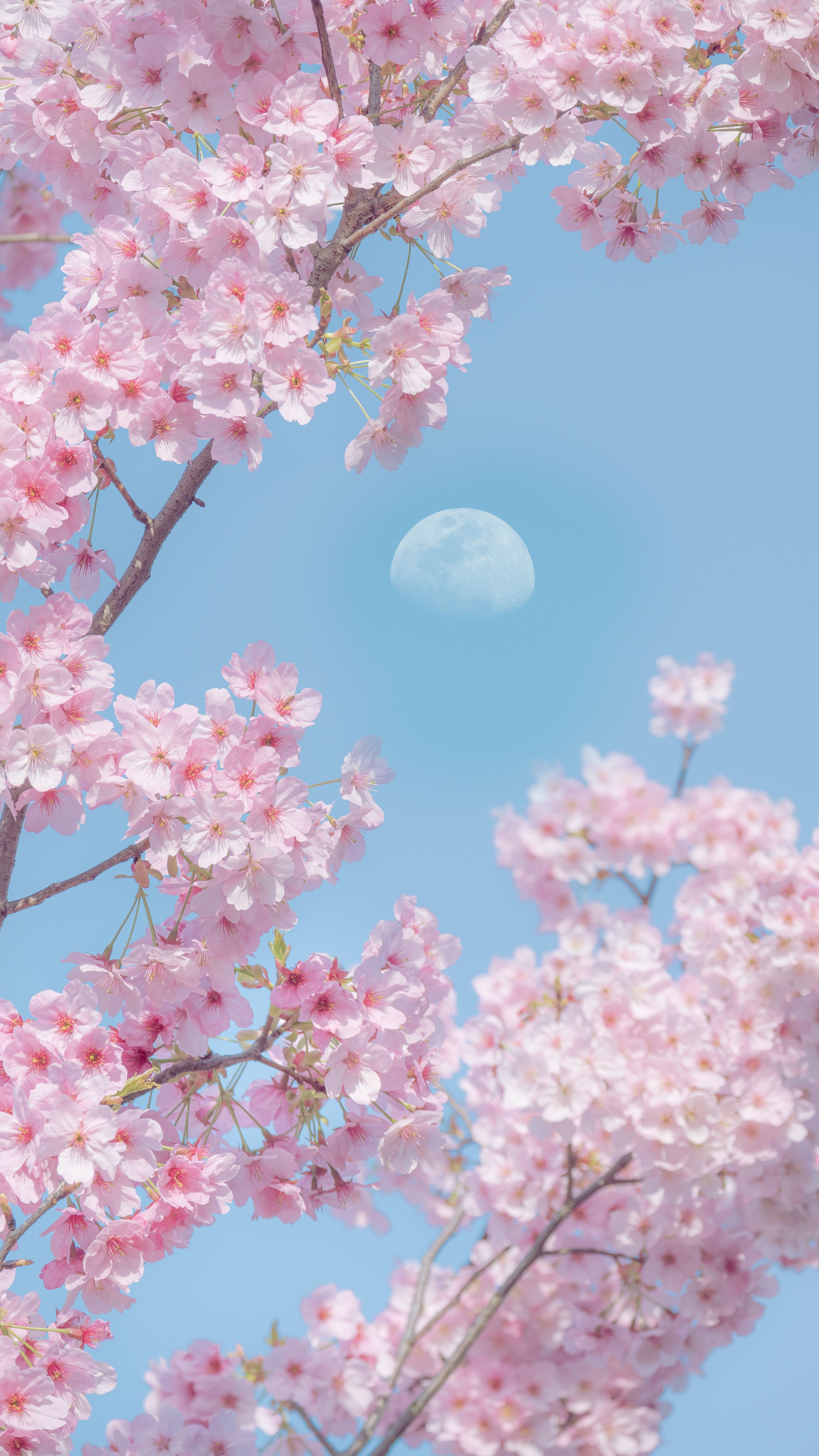 Junmeitu Wallpapers Photos, Download The BEST Free Junmeitu Wallpapers ...