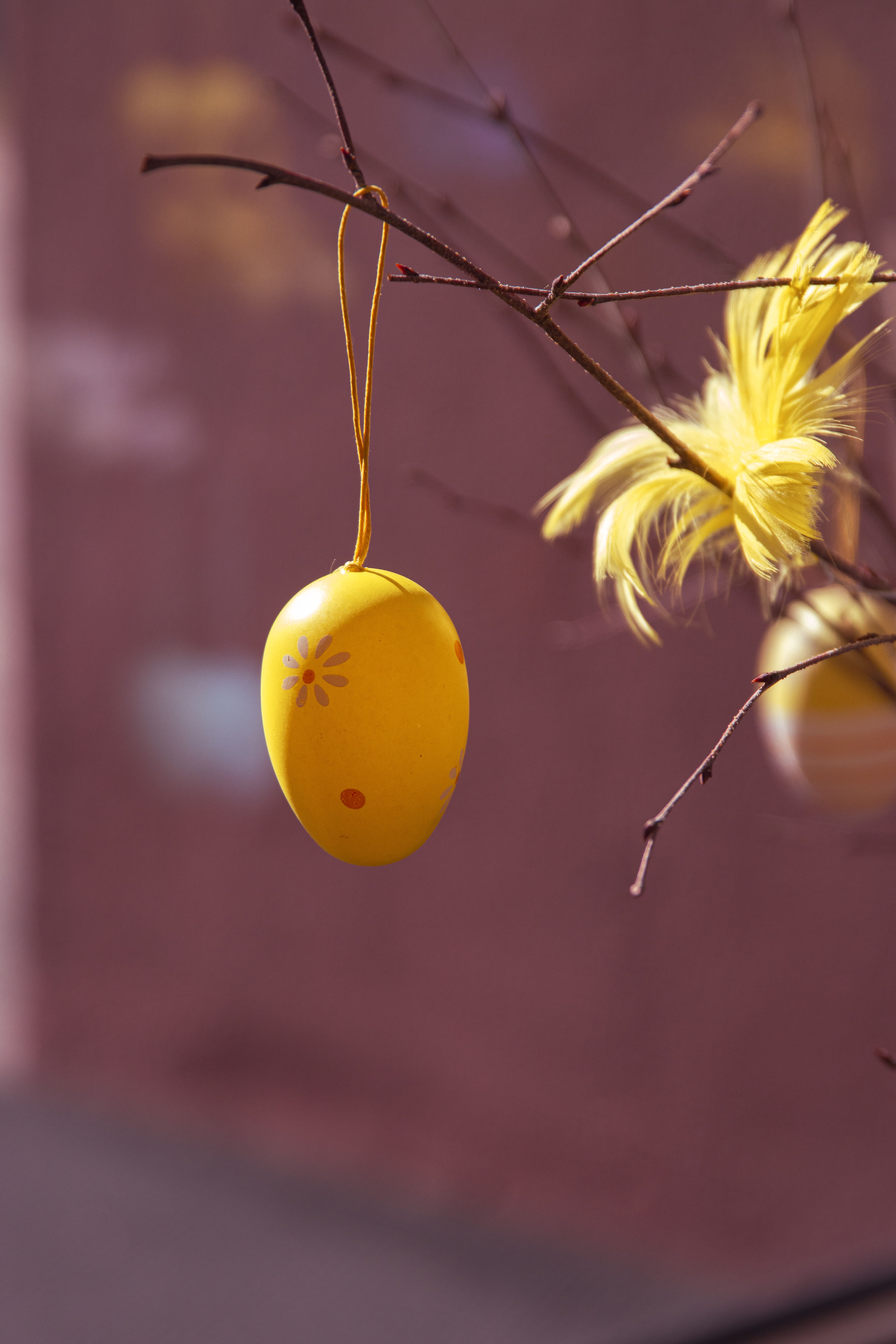 Colorful Easter Eggs Hanging on Branch · Free Stock Photo