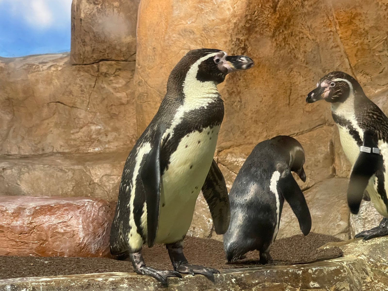 Penguin Meme Photos, Download The BEST Free Penguin Meme Stock Photos ...