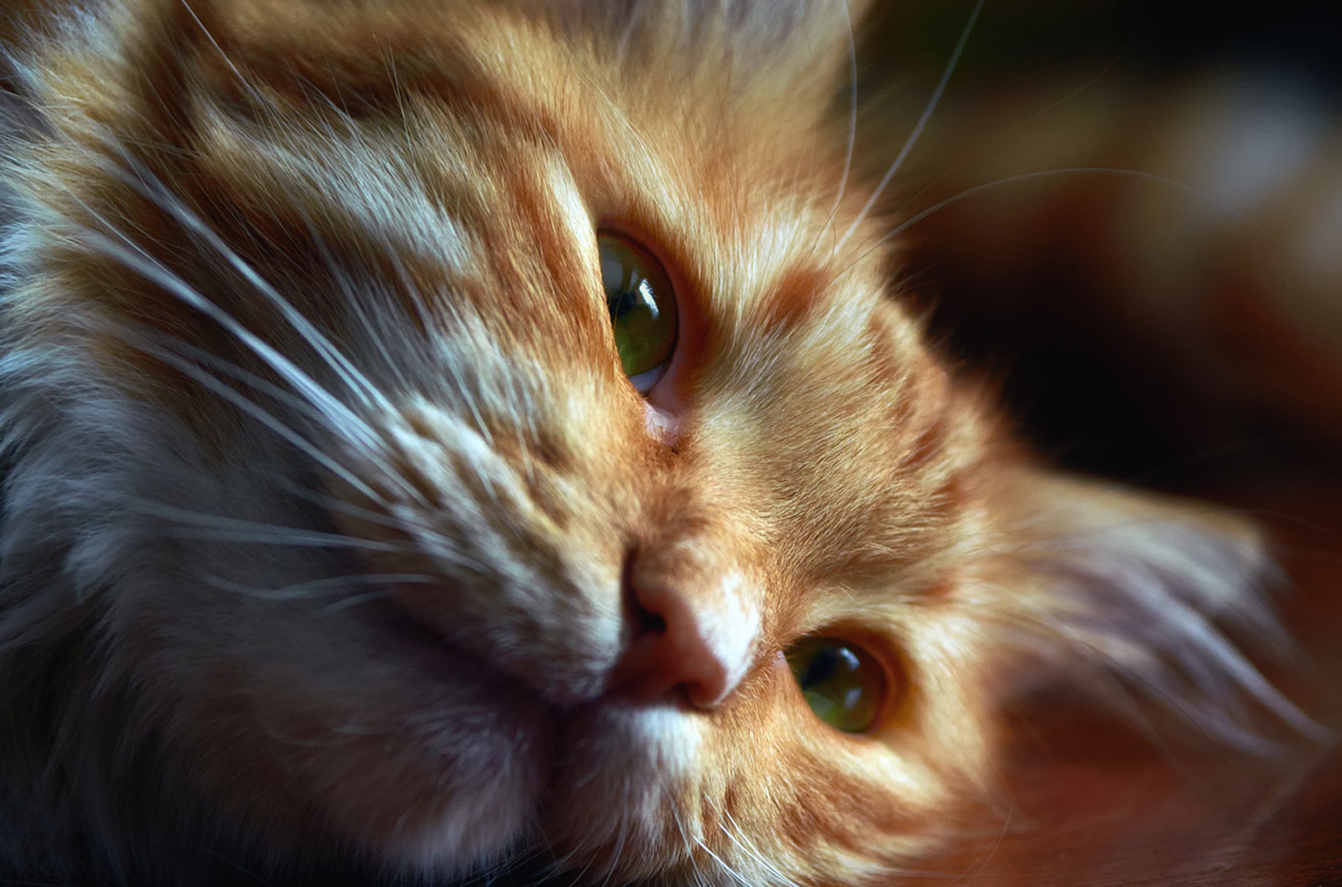 Close-Up Portrait of a Relaxed Ginger Cat · Free Stock Photo