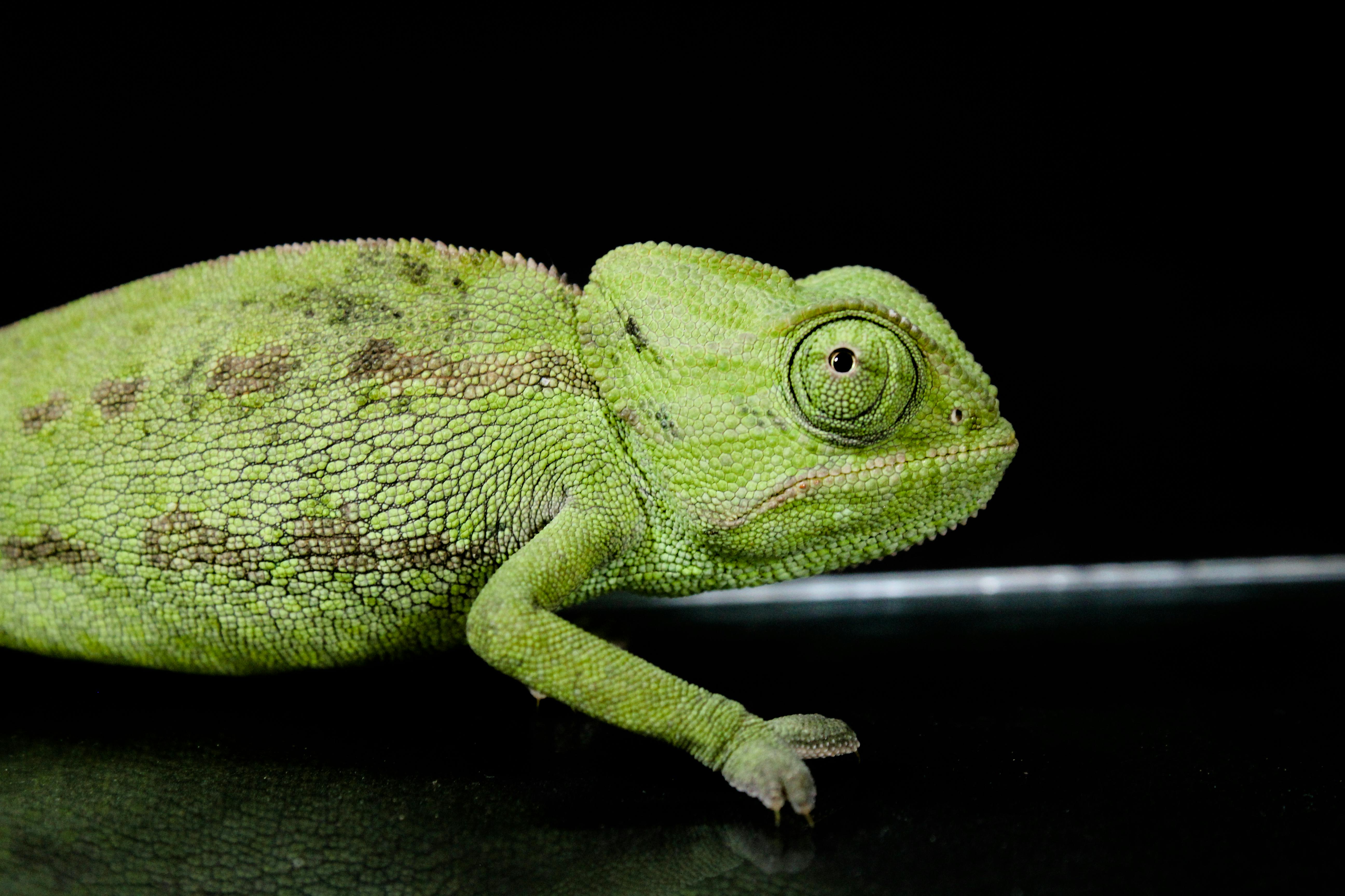 Green and Brown Scaled Chameleon · Free Stock Photo