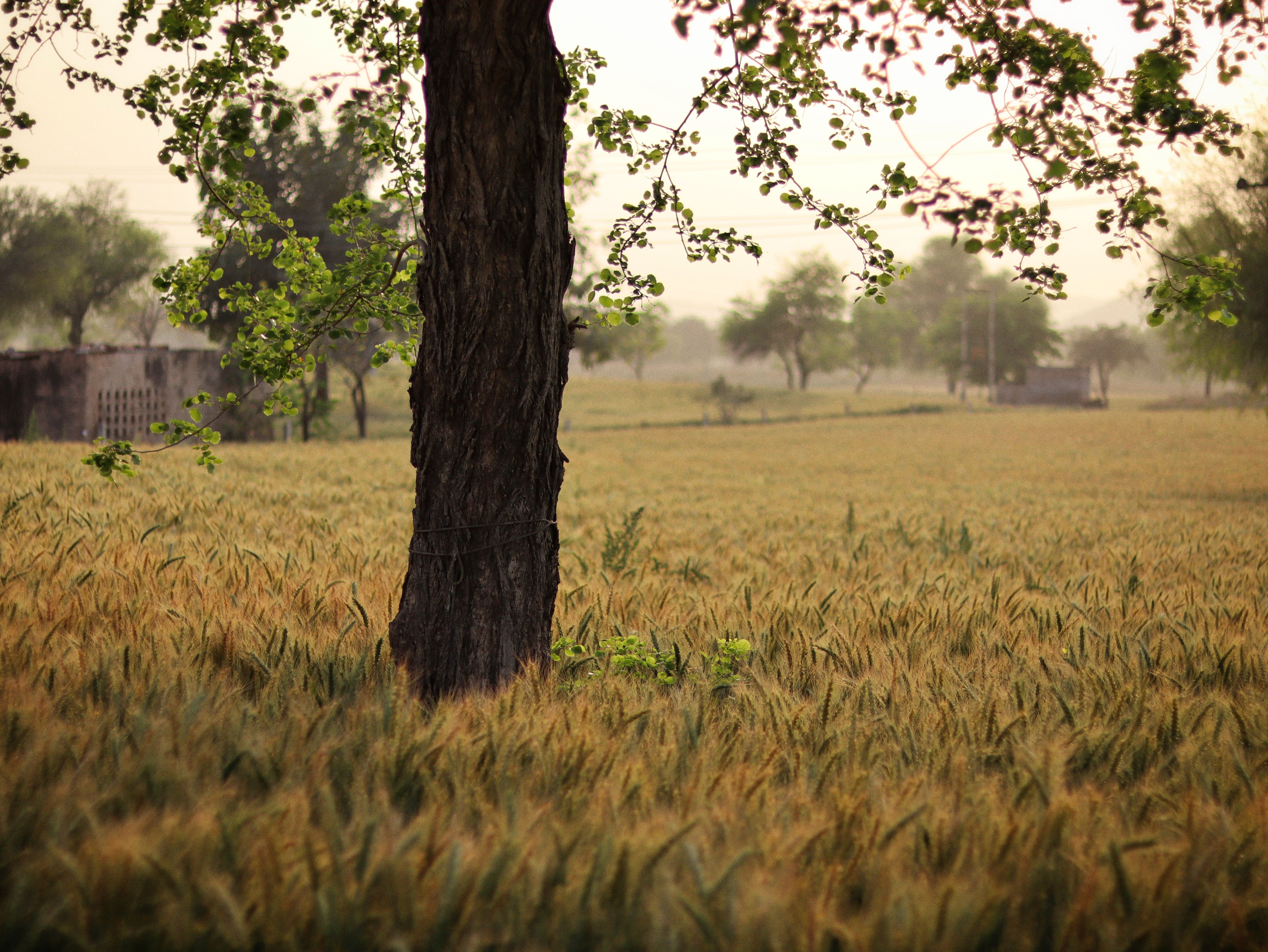Punjab Khet Photos, Download The BEST Free Punjab Khet Stock Photos ...