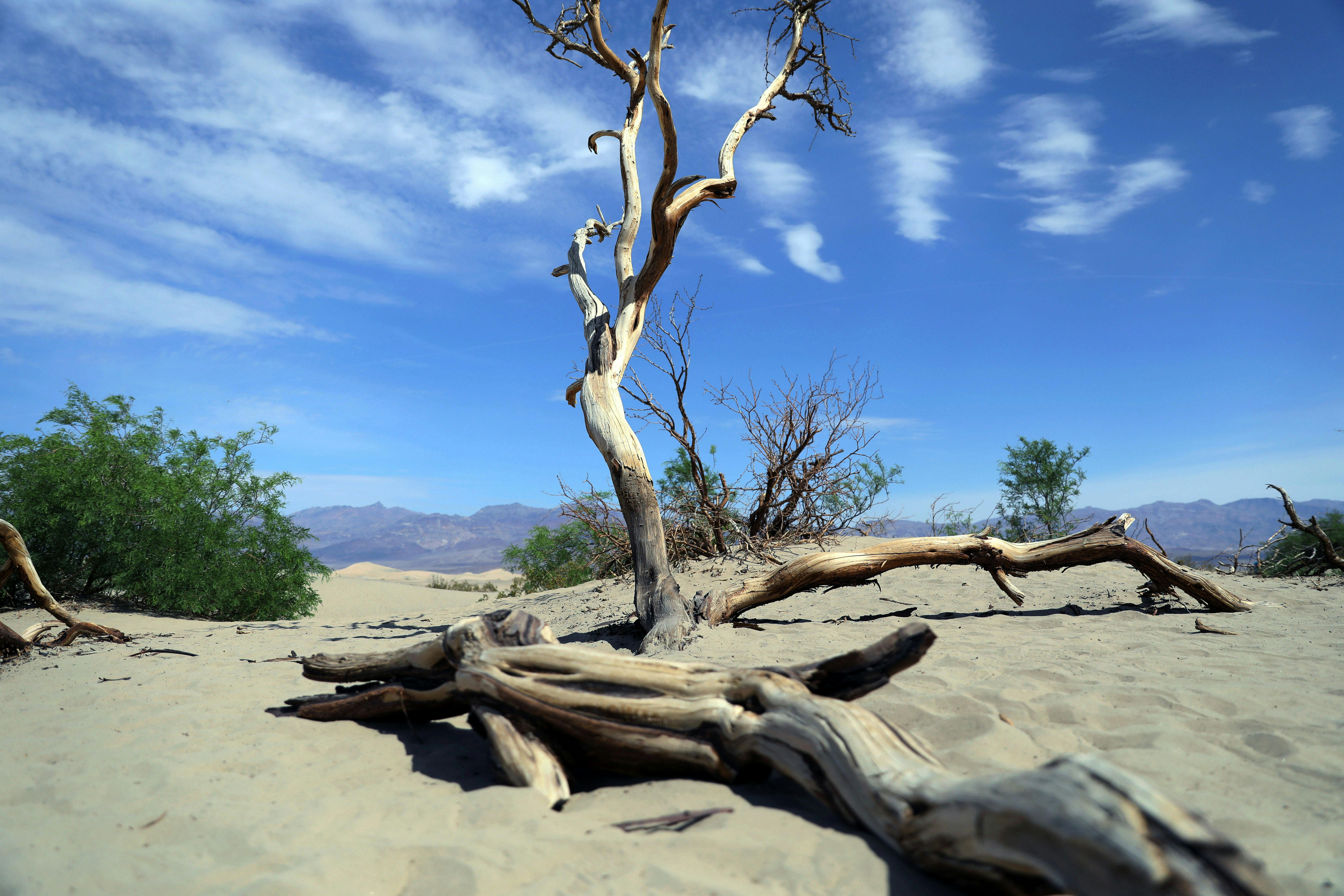 Brown Leafless Tree on Sandy Soil during Daytime · Free Stock Photo