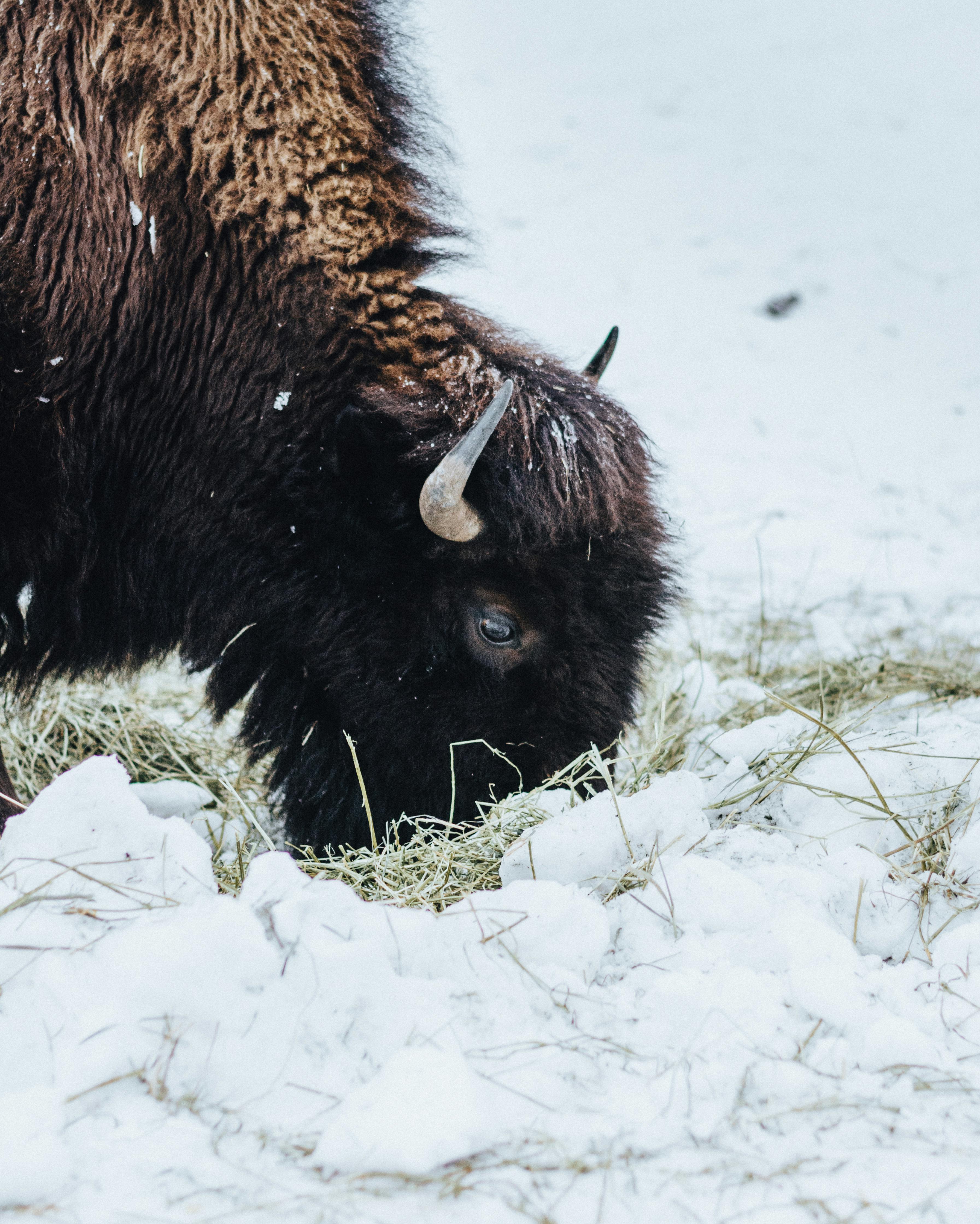 70+ Best Bison Photos · 100% Free Download · Pexels Stock Photos