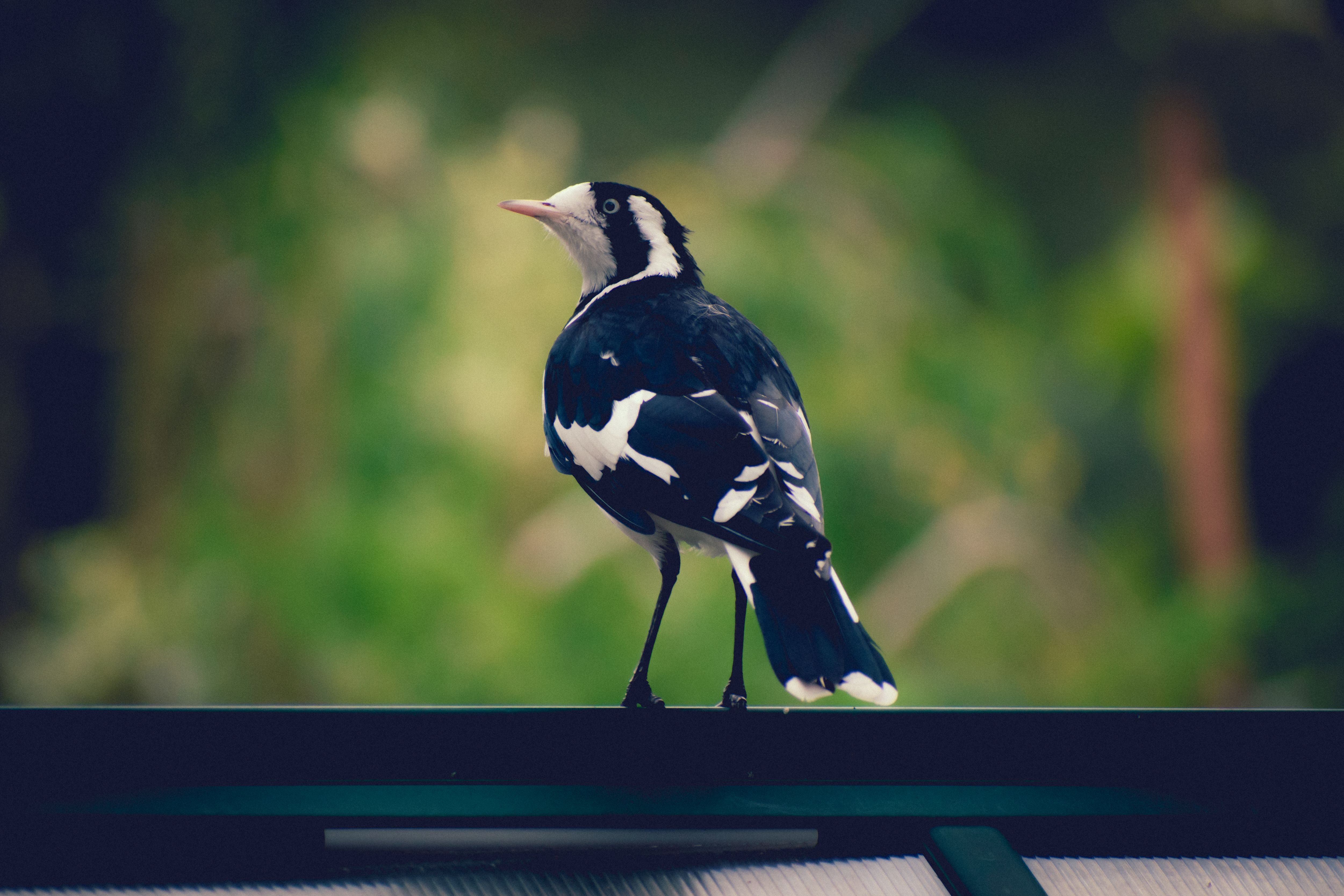 Magpie+Leaks Photos, Download The BEST Free Magpie+Leaks Stock Photos ...