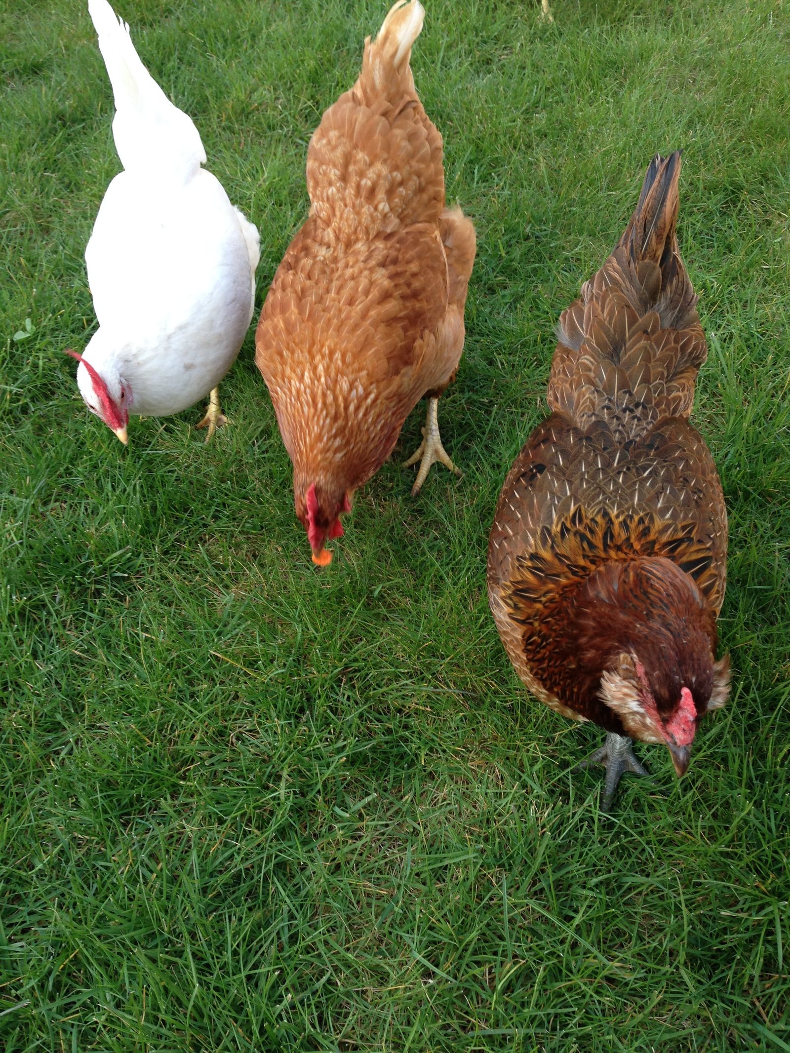 Chickens Photos, Download The BEST Free Chickens Stock Photos & HD Images