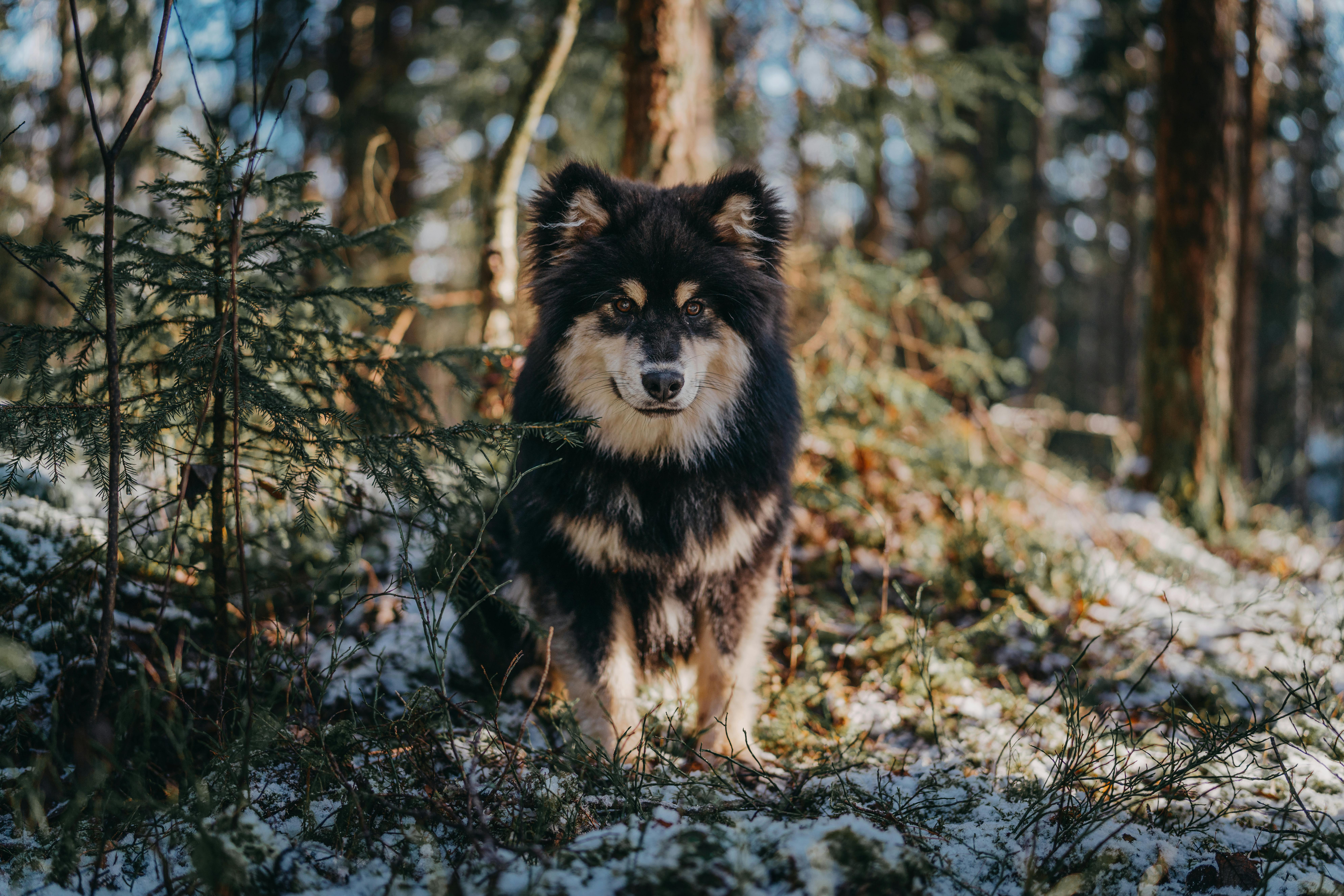 Black and Brown Dog on Forest · Free Stock Photo