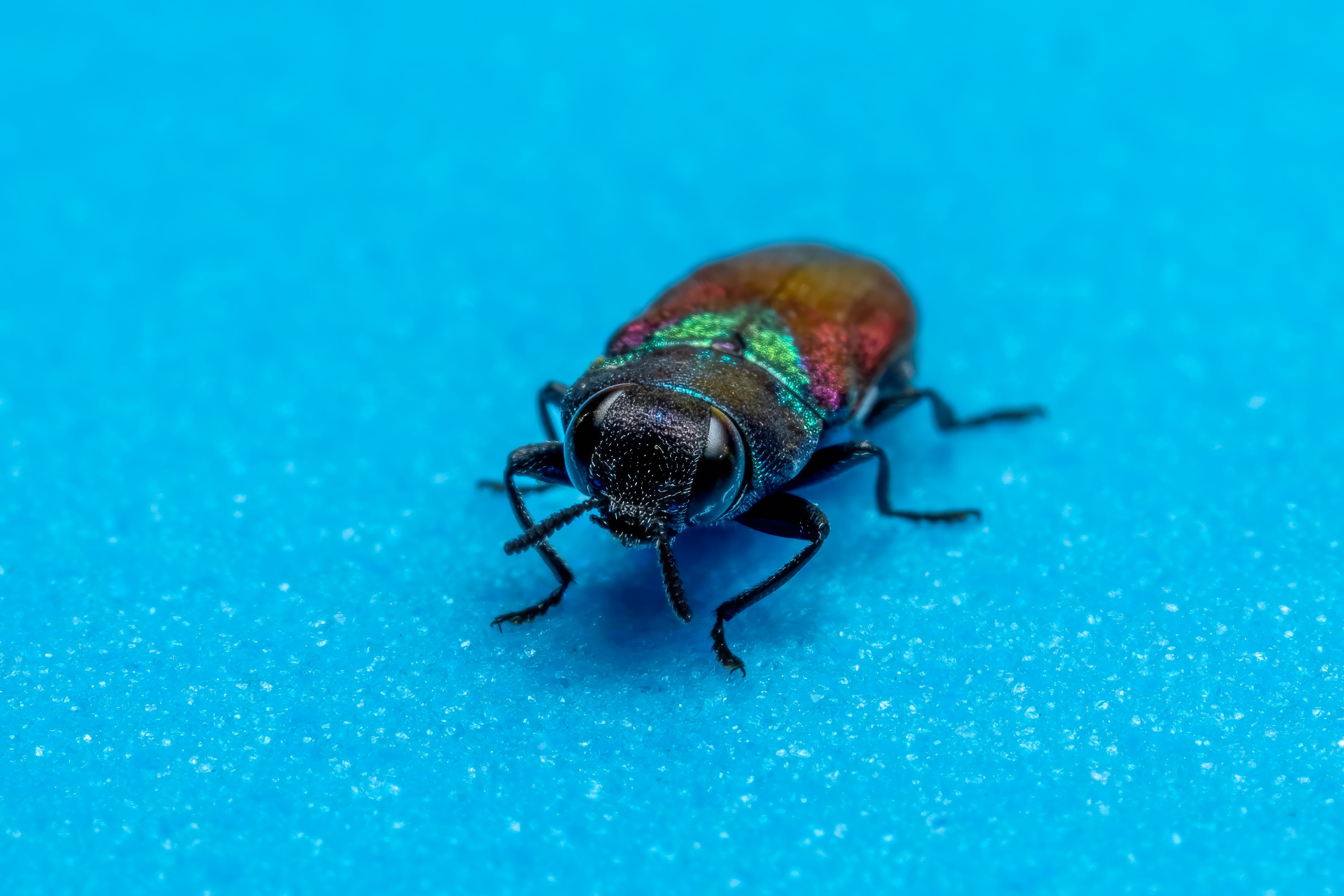 Iridescent Jewel Beetle on Bright Blue Background · Free Stock Photo