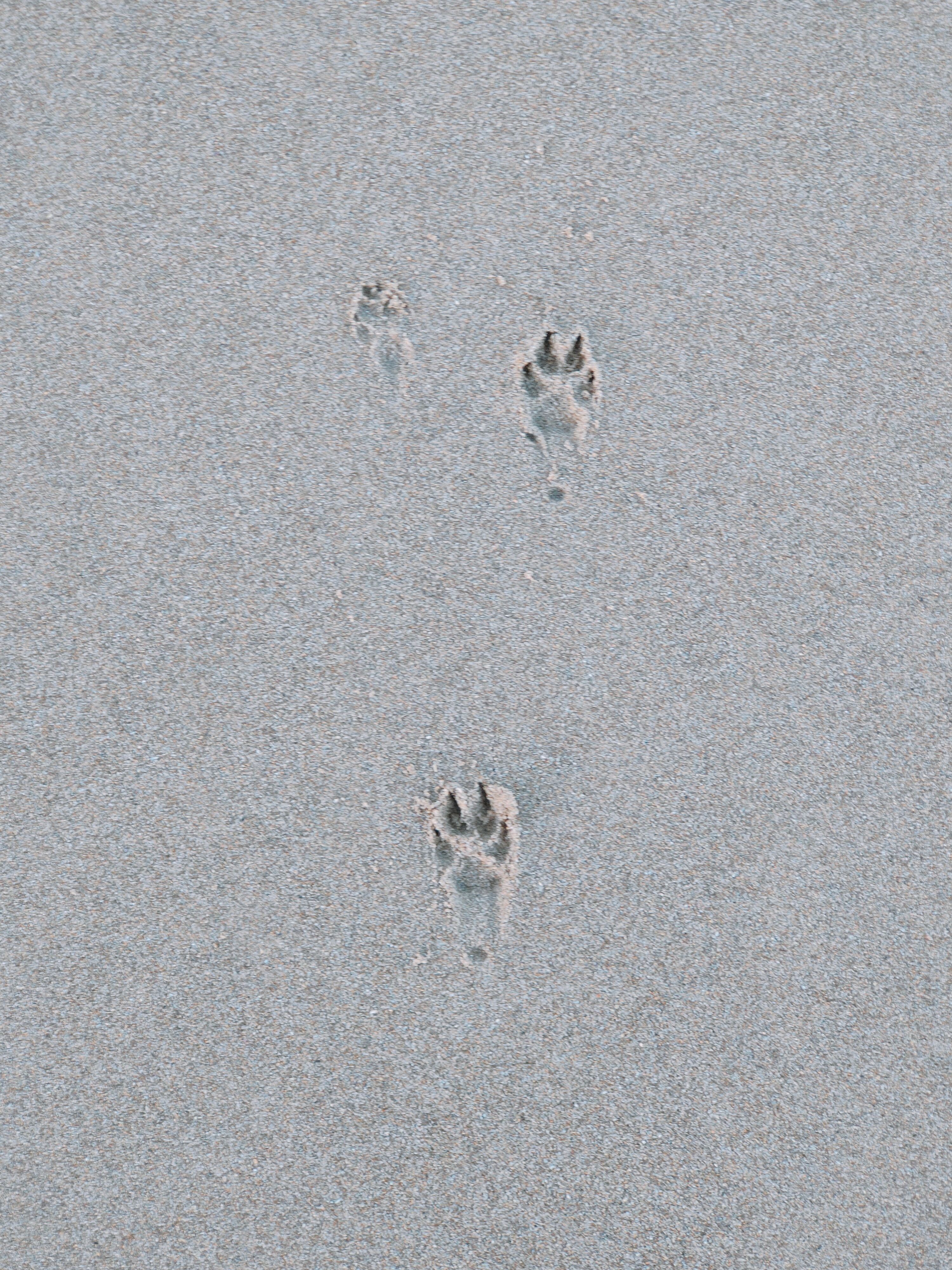Wolf Paw Prints Photos, Download The BEST Free Wolf Paw Prints Stock ...