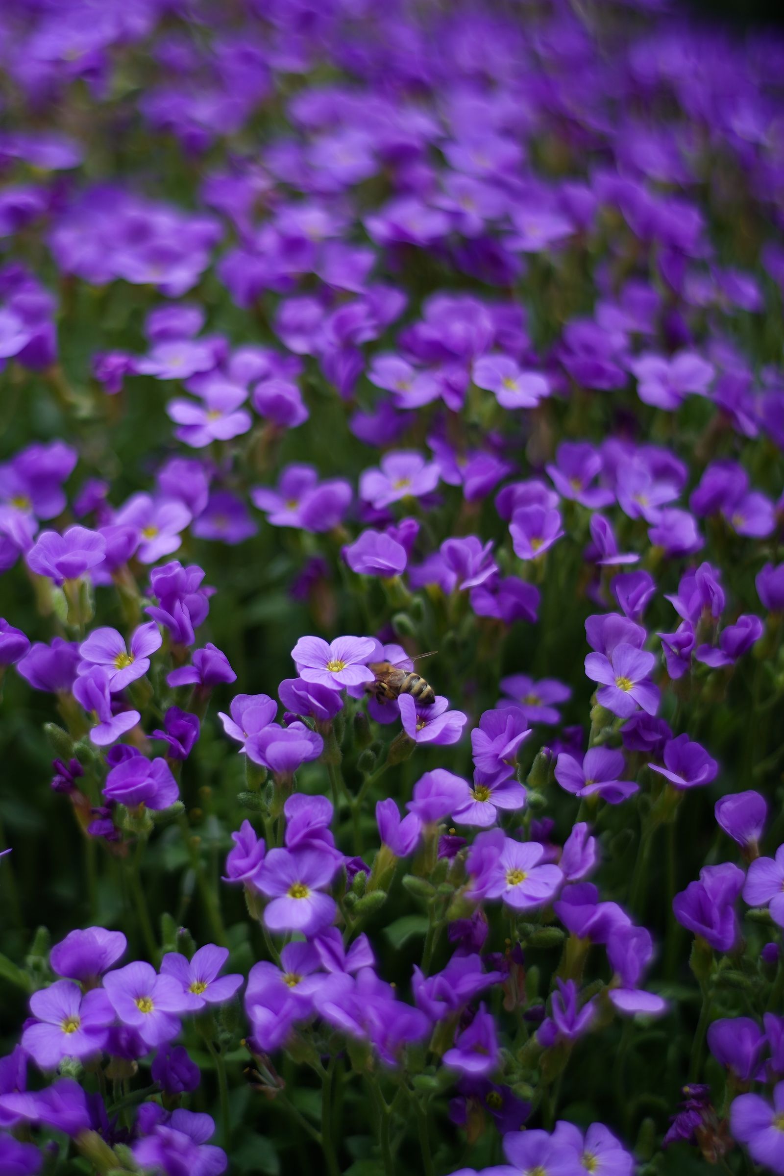 Purple Flower Field Photos, Download The BEST Free Purple Flower Field ...