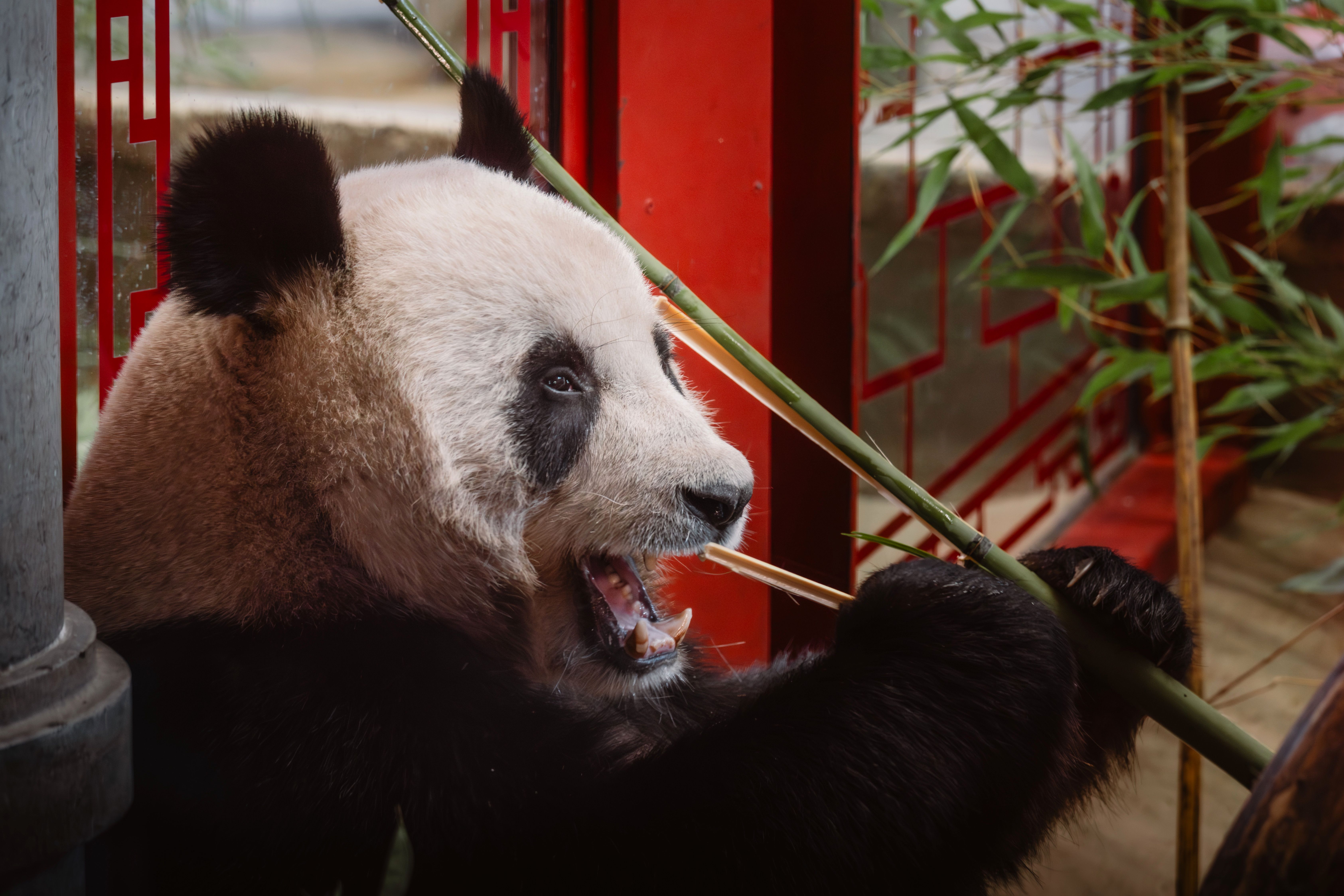 Desktop Wallpaper Panda Photos, Download The BEST Free Desktop ...