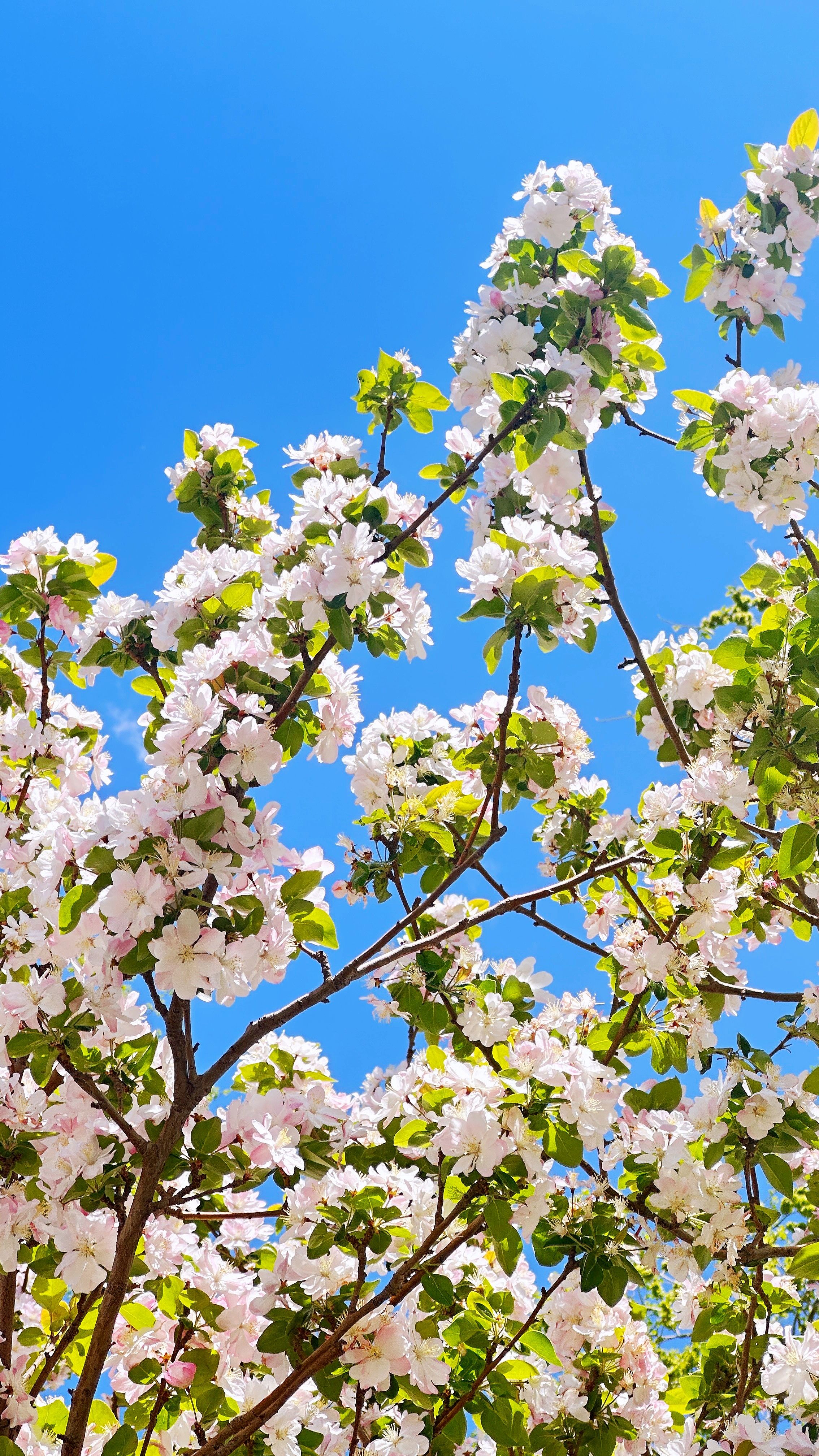 781.834+ Fotos y Imágenes de Spring+background+wallpaper Gratis · Banco ...