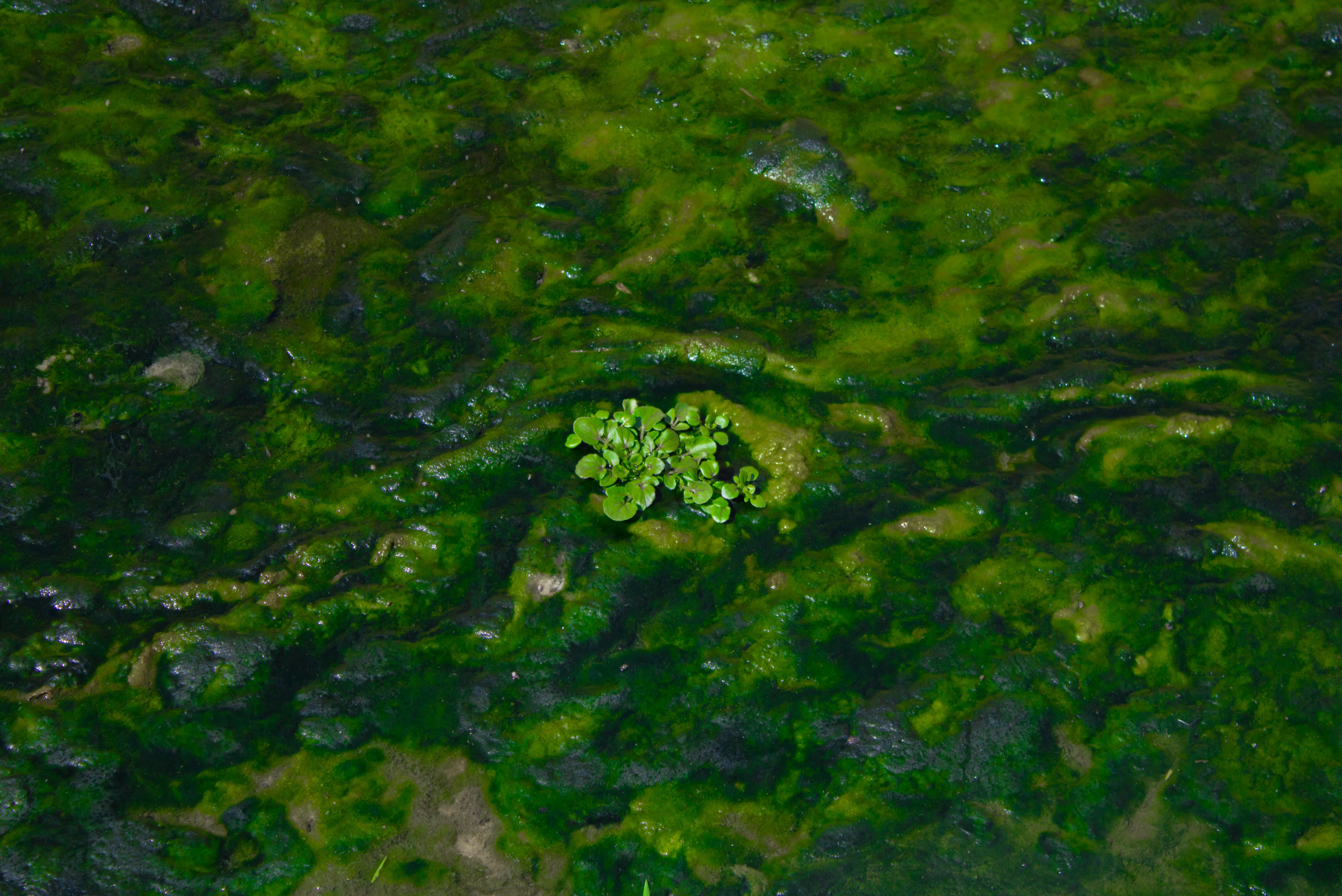 Algae Photos, Download The BEST Free Algae Stock Photos & HD Images