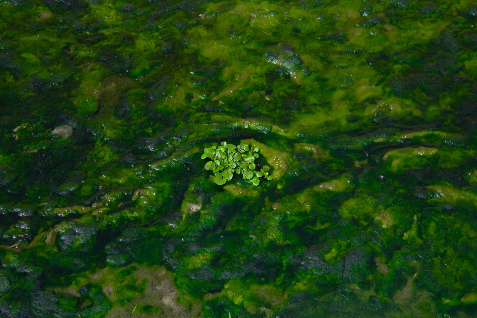 Algae Photos, Download The BEST Free Algae Stock Photos & HD Images