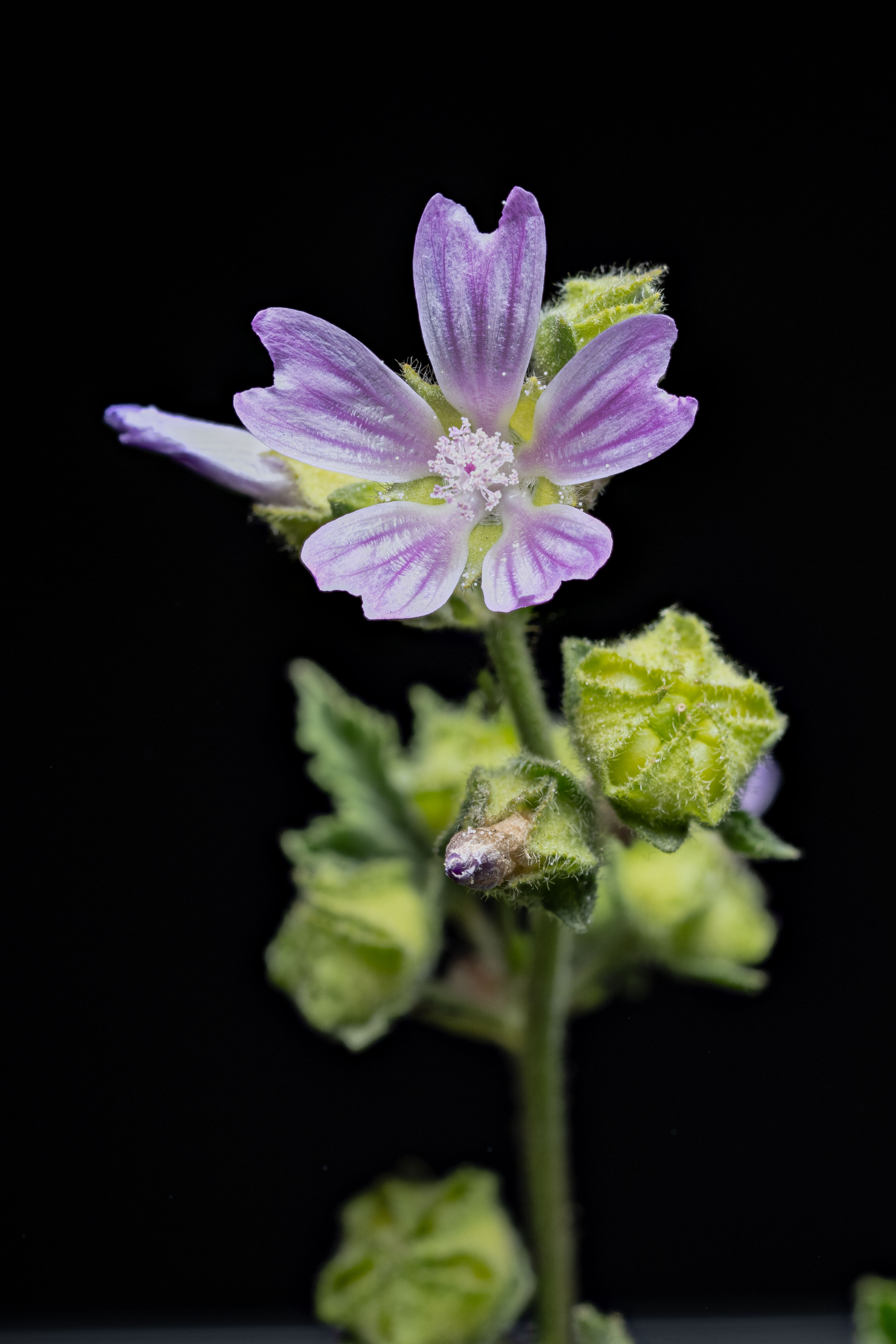 91.339+ Fotos y Imágenes de Flor de malva Gratis · Banco de Fotos Gratis