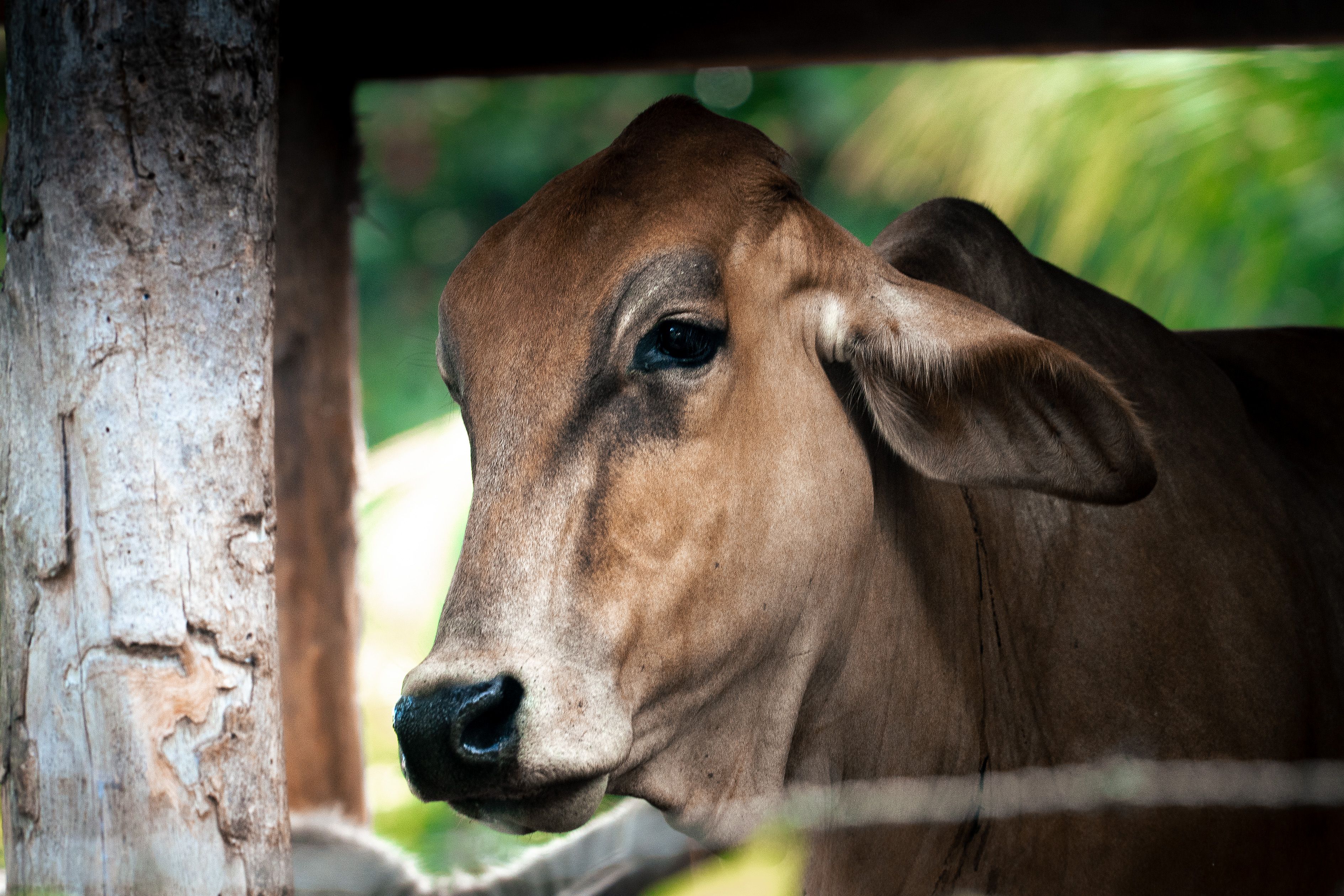 Cows Face Photos, Download The BEST Free Cows Face Stock Photos & HD Images