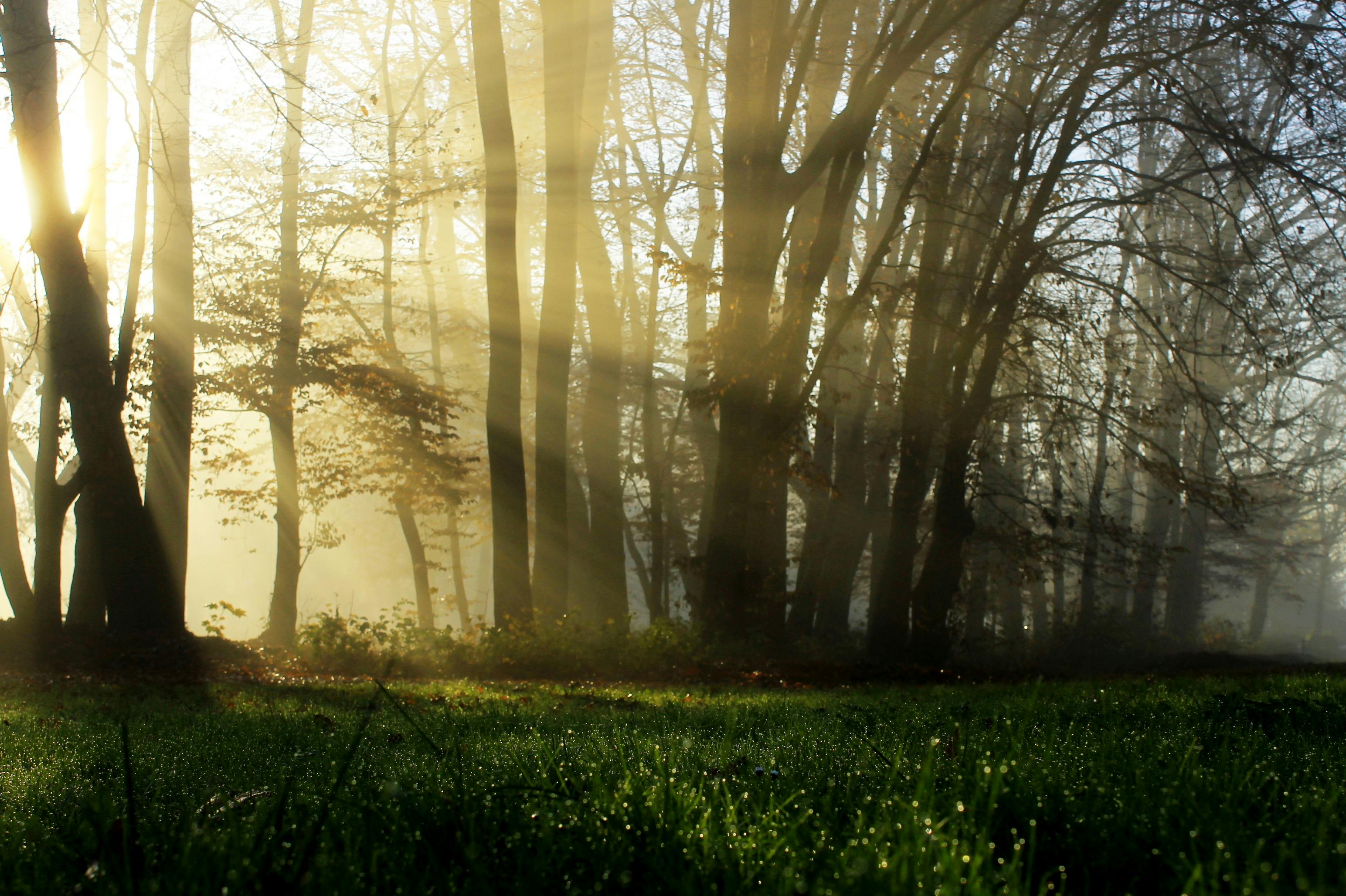 Tree With Brunch and Green Leaves during Sunset · Free Stock Photo