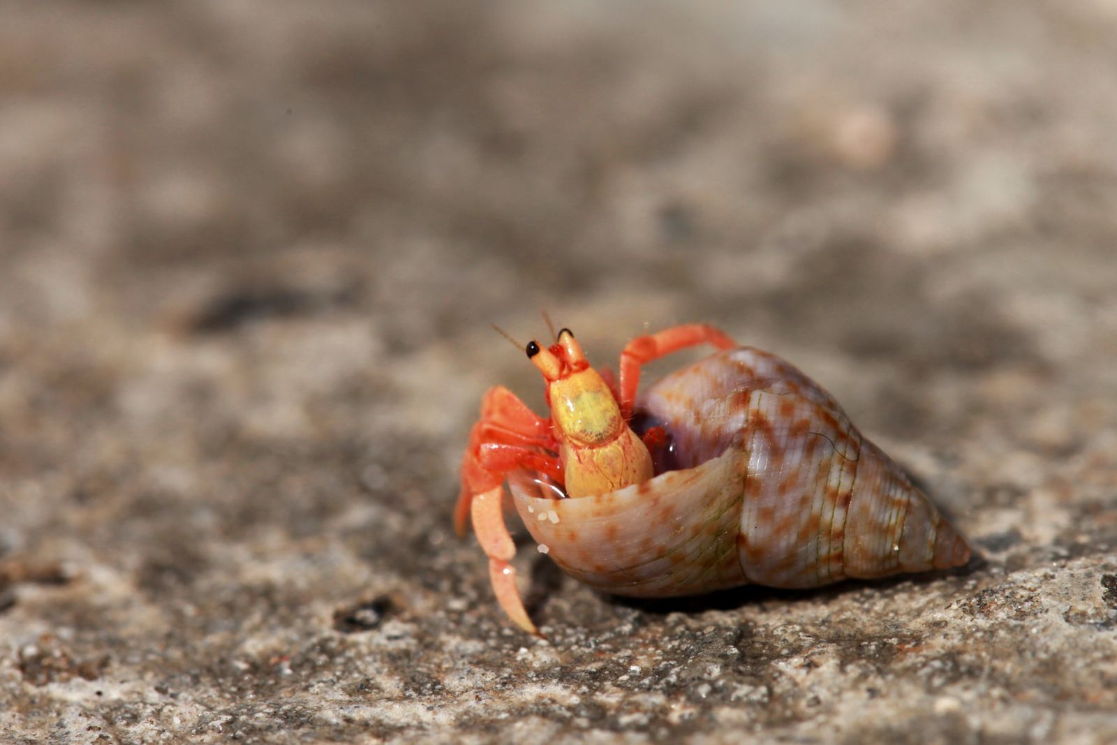 Hermit Crab Photos, Download The BEST Free Hermit Crab Stock Photos ...