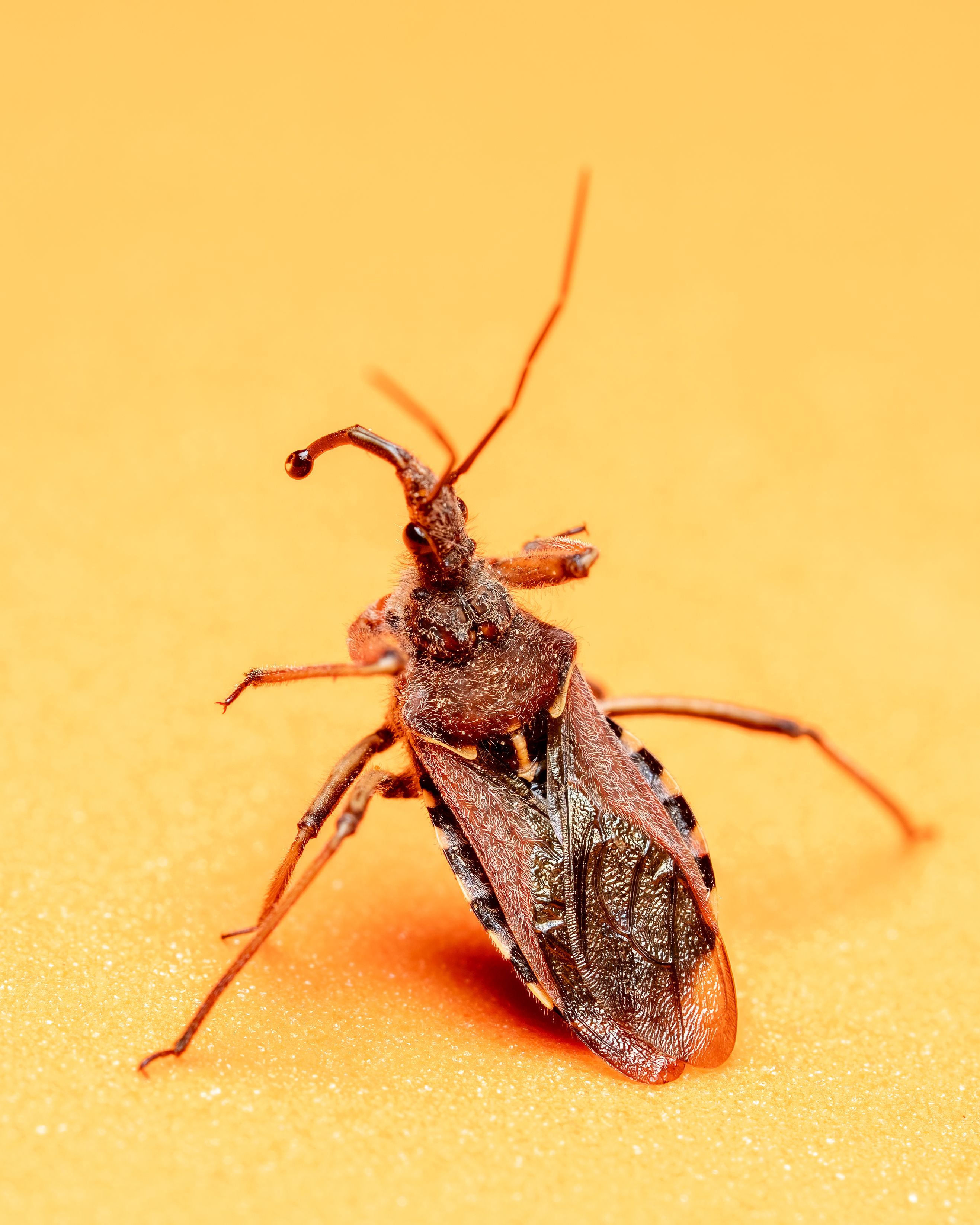 Fotografía Macro De Un Insecto Depredador · Foto de stock gratuita