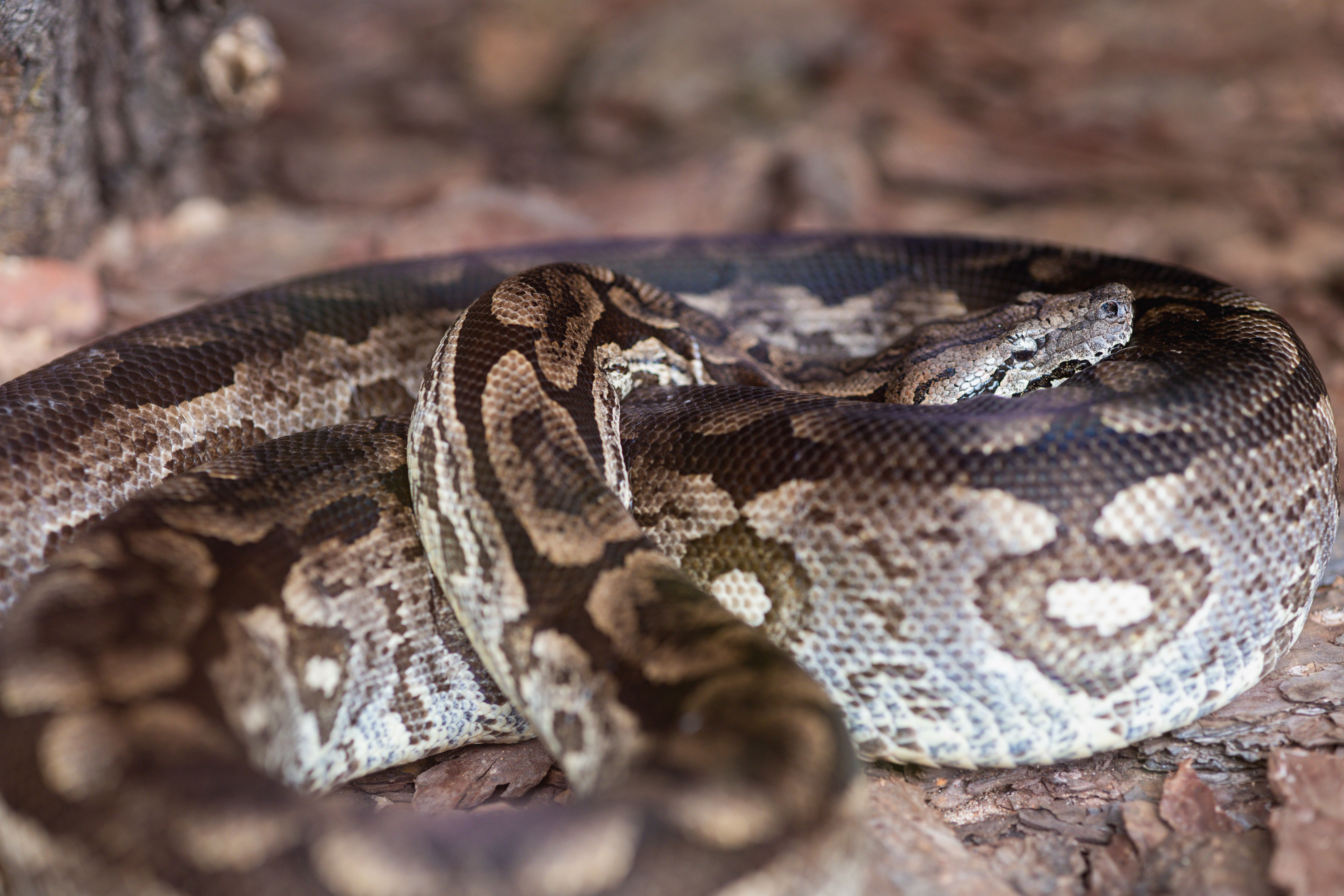 Python Photos, Download The BEST Free Python Stock Photos & HD Images