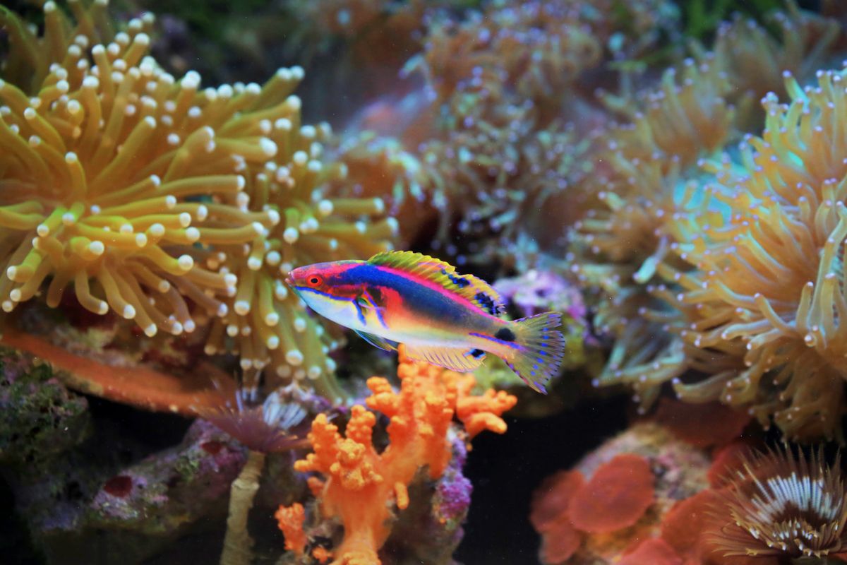 Rainbow Fish Photos, Download The BEST Free Rainbow Fish Stock Photos ...